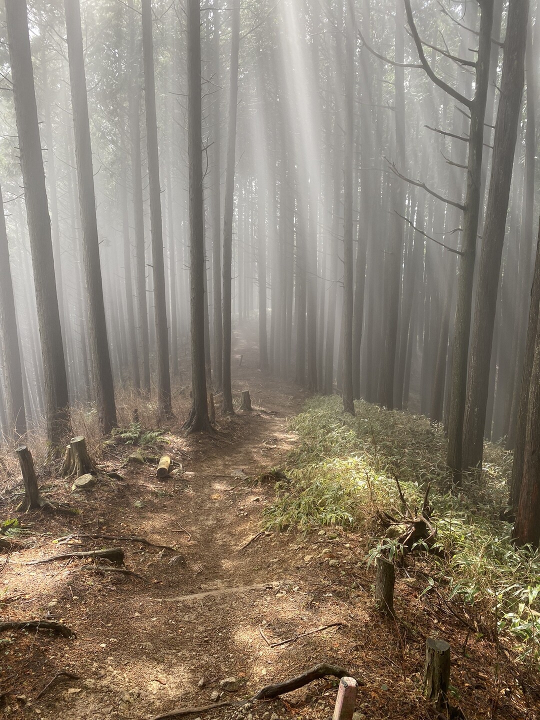 葛城修験 金剛山・葛木岳・湧出岳・中葛城山・高谷山・神福山・タンボ山 やっさんさんの金剛山・二上山・大和葛城山の活動データ Yamap