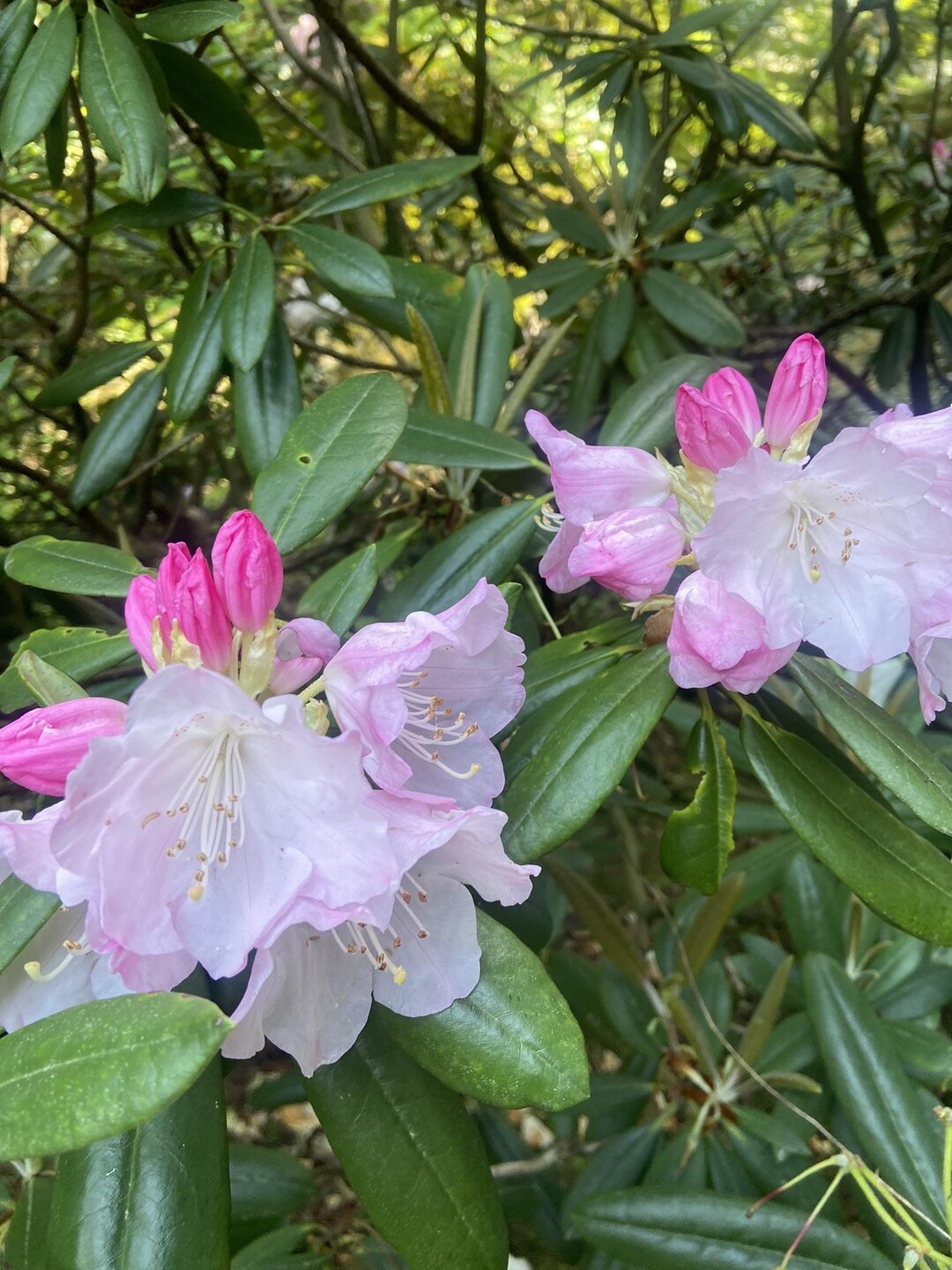 みなさまGW後半戦楽しんでらっしゃいます... / ひろ0712さんのモーメント | YAMAP / ヤマップ