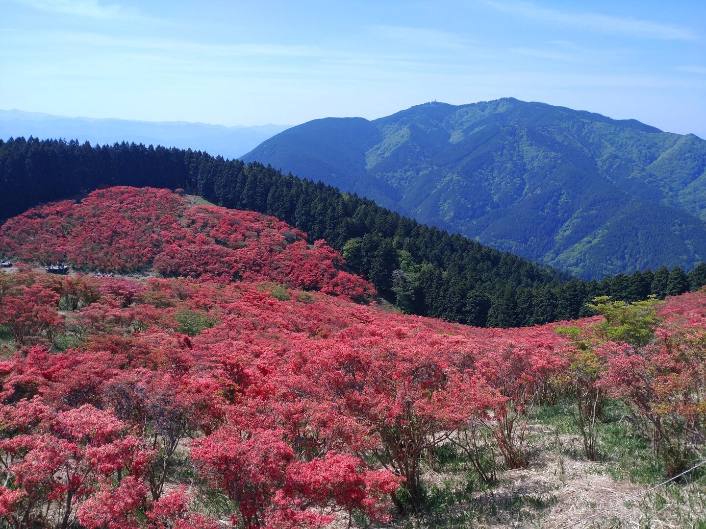 ツツジ大和葛城山 / STSケイさんの金剛山・二上山・大和葛城山の活動データ | YAMAP / ヤマップ
