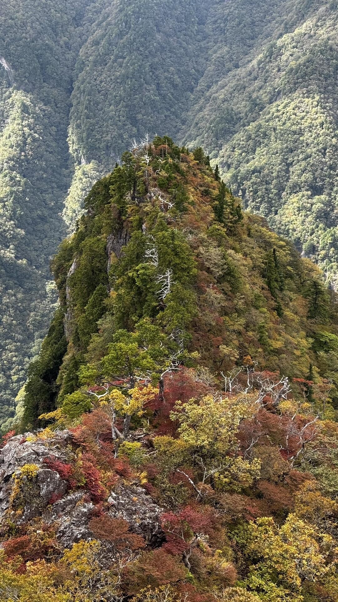 大台ヶ原山（日出ヶ岳） / JINICHI KGさんの大台ヶ原山・日出ヶ岳・大杉谷の活動データ | YAMAP / ヤマップ