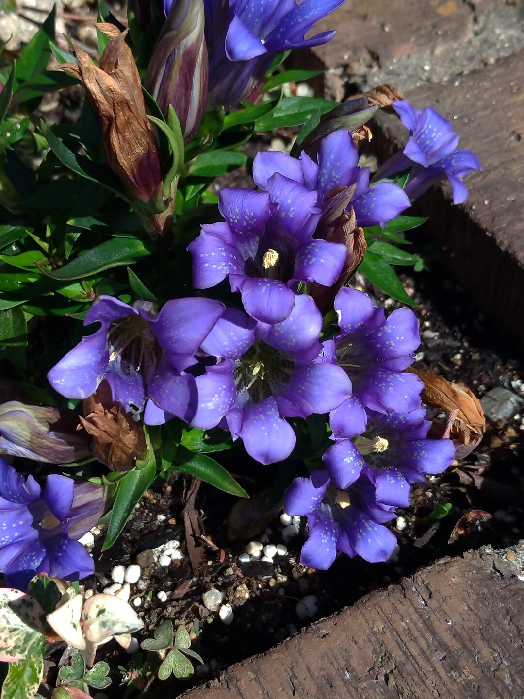嫁さんが庭の片隅にリンドウ💜💜を植え... / ☆futa☆さんのモーメント | YAMAP / ヤマップ