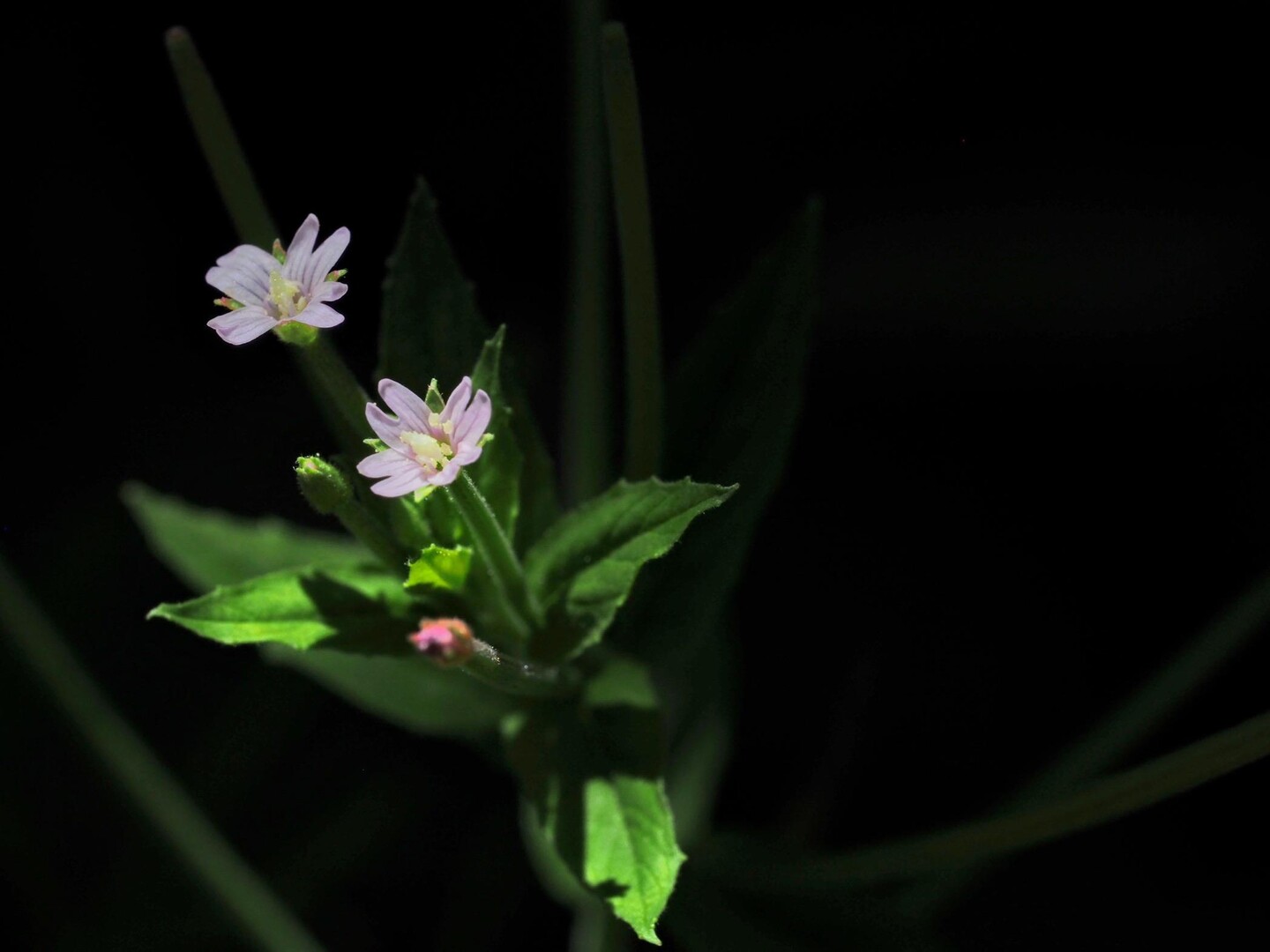 楽しすぎる池塘歩き🌸🌸 / rucolaさんの暑寒別岳の活動データ | YAMAP / ヤマップ