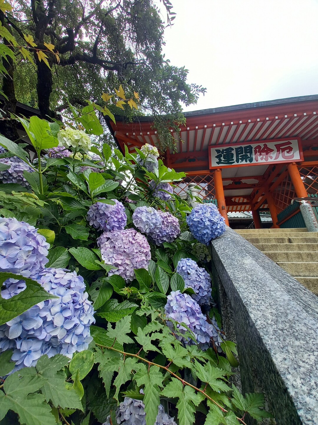 高尾山とミルクジェラート / kyonさんの高尾山・陣馬山・景信山の活動データ | YAMAP / ヤマップ