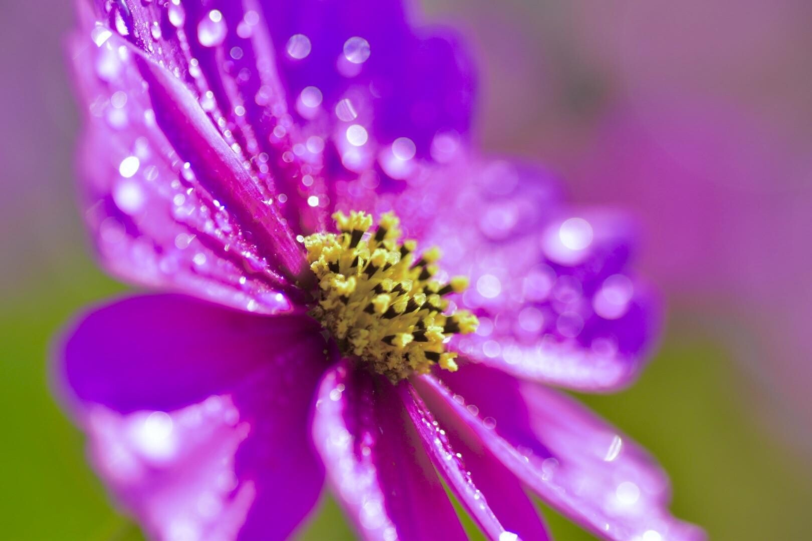 2022.11.5 もう一つの秋🌸 朝... / 🐕つくねさんのモーメント | YAMAP / ヤマップ