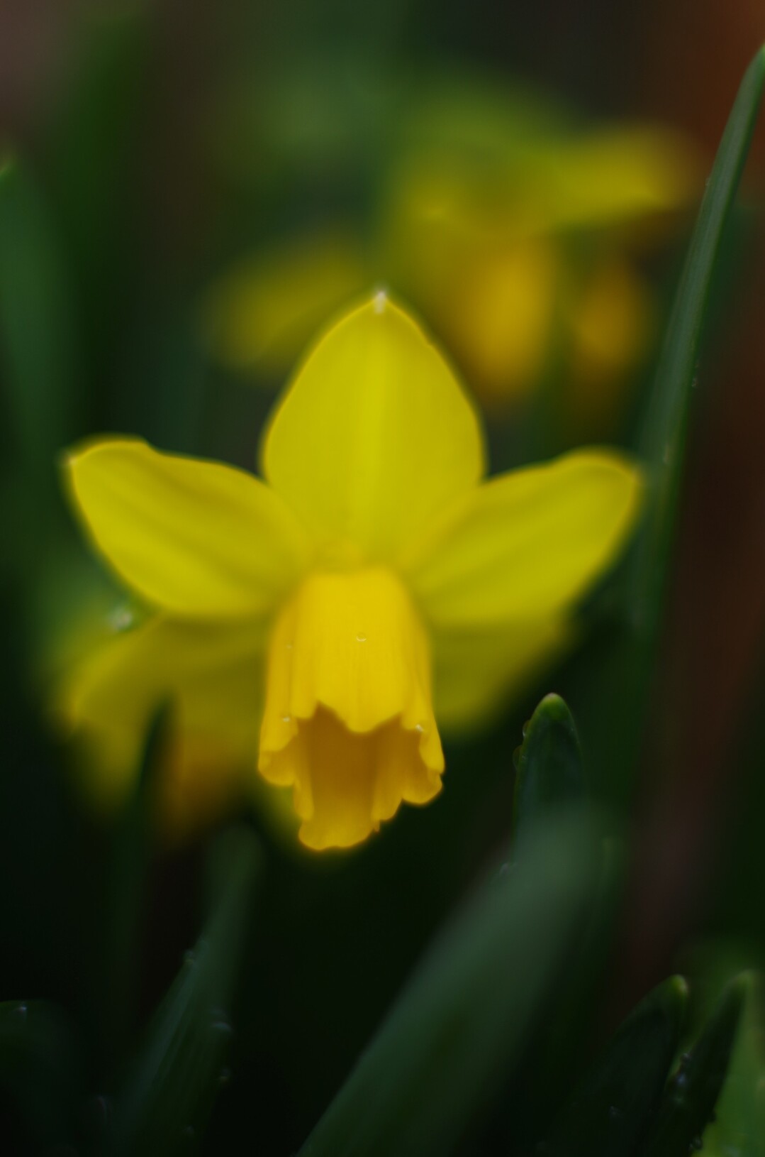 身近な春の訪れです🌼🌸🏵🌺🌹 ... / neyさんのモーメント | YAMAP / ヤマップ