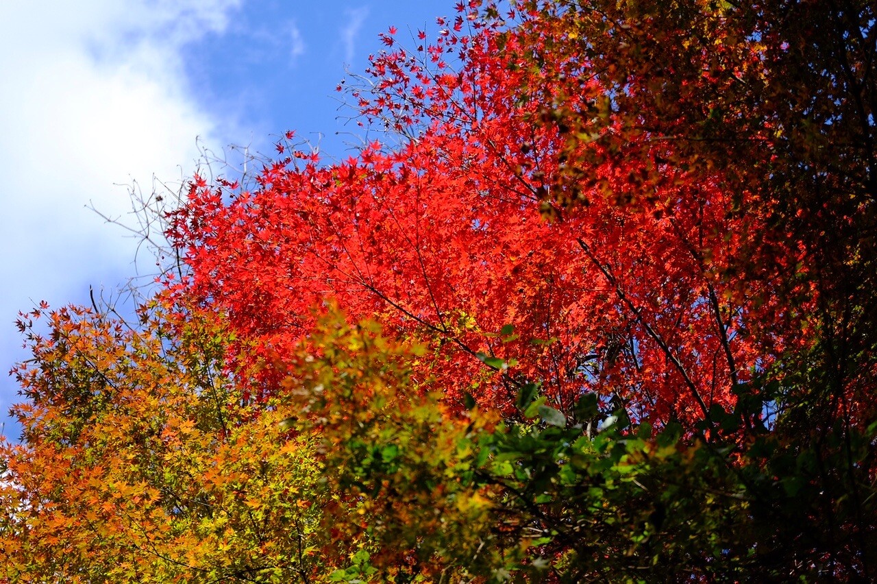 今日は日南市北郷のイロハモミジを見に行き... / 影丸B.Jさんのモーメント | YAMAP / ヤマップ
