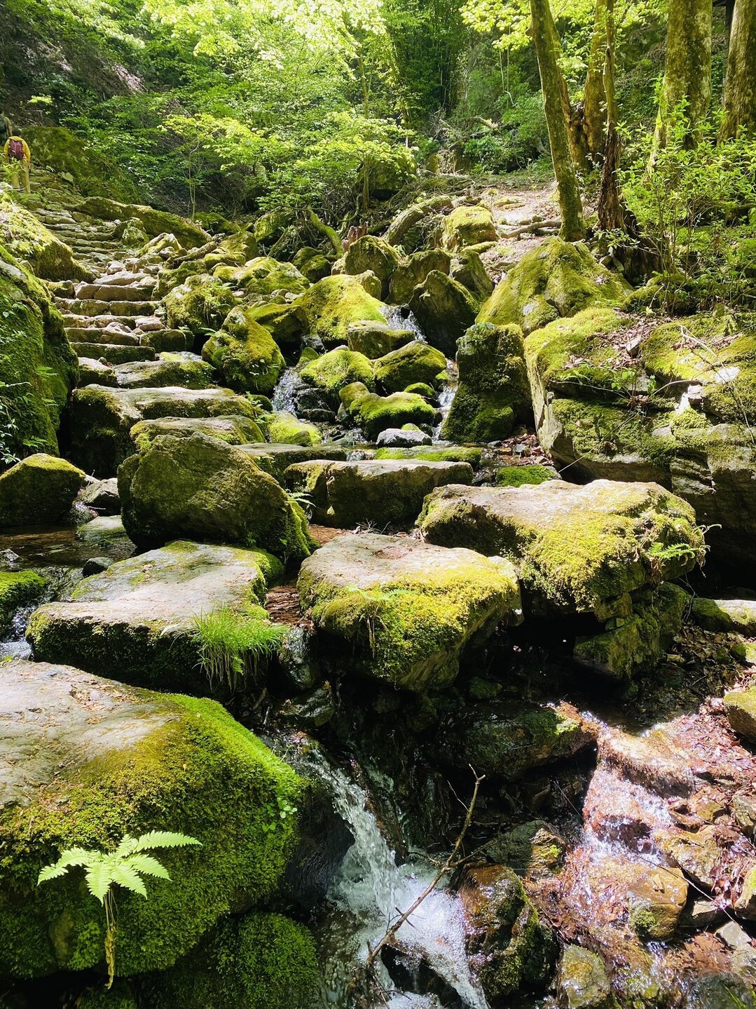 GWの御岳山〜大岳山 / yoshi-Kiさんの大岳山・御岳山・御前山の活動データ | YAMAP / ヤマップ