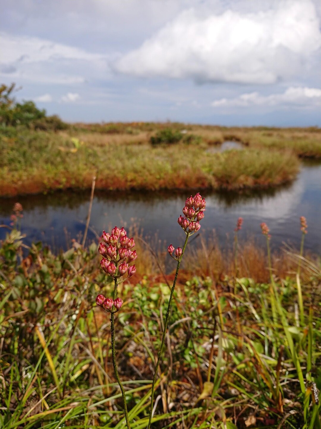 小白木峰・白木峰 / jun31さんの白木峰・小白木峰の活動データ | YAMAP / ヤマップ