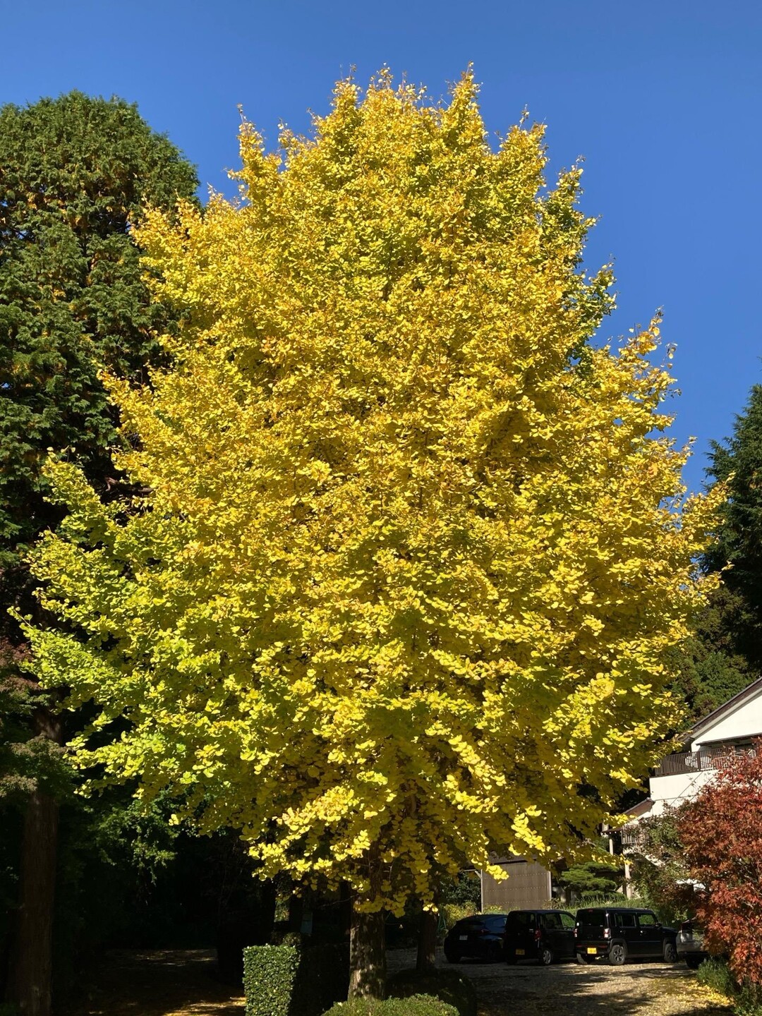 遠望峰山 (貴嶺宮から)(第2ラウンド) | Mt. Tobone (Start From Kireigu Shurine)(The 2nd round) / windviewさんの遠望峰山 ...