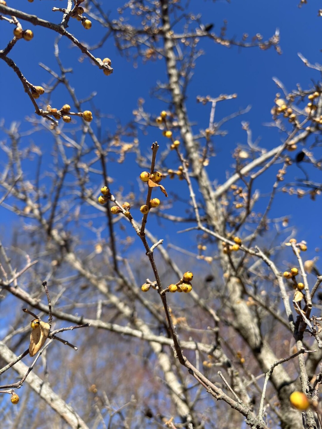 ☀️日向山ハイキング☀️ / yuriさんの丸山・日向山の活動日記 | YAMAP / ヤマップ