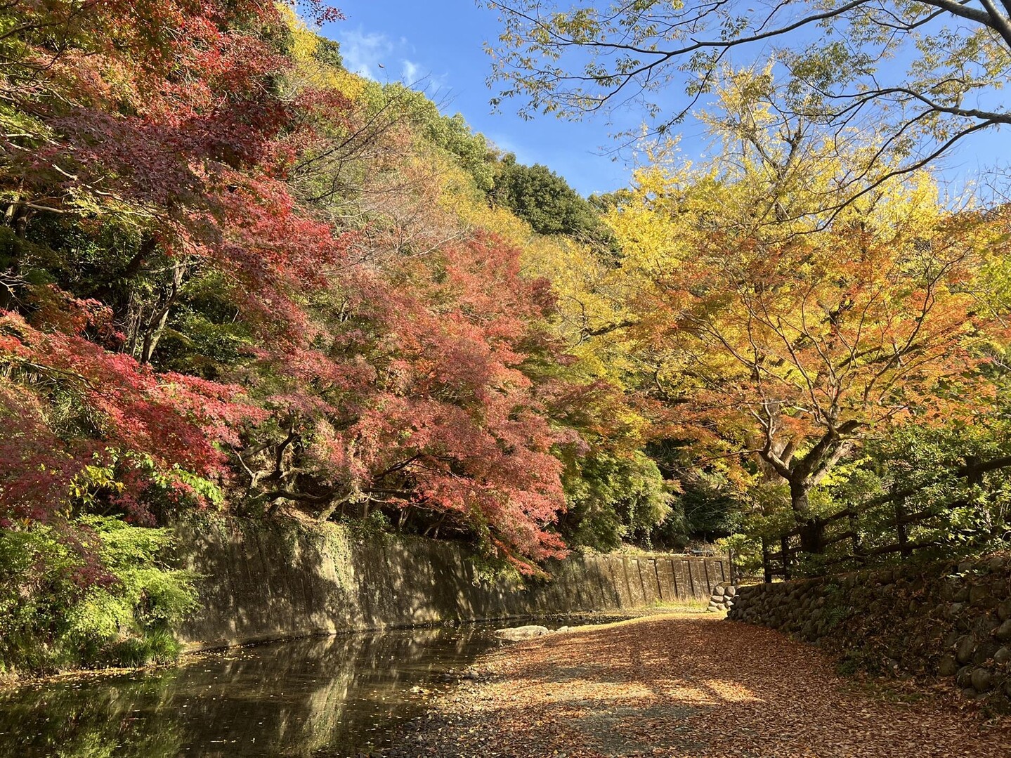 神路山・遠見岳・さくら山 / motoyaさんの犬鳴山・西山（鮎坂山）の活動データ | YAMAP / ヤマップ