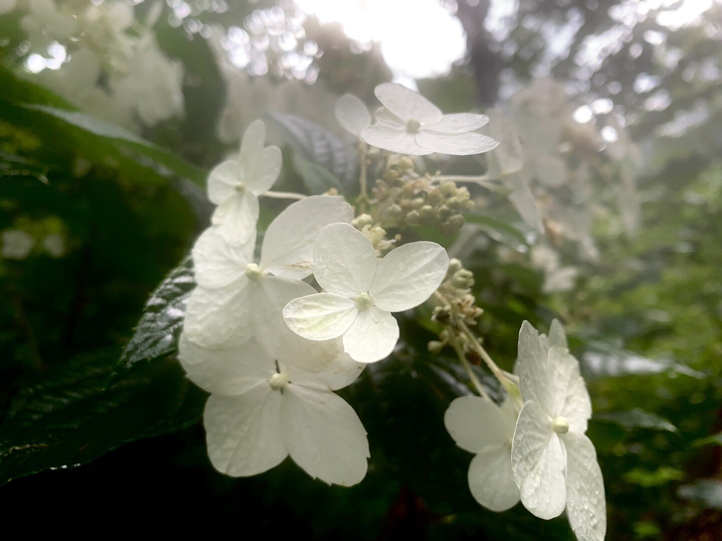 ノリウツギ🌸 / Takaさんのモーメント | YAMAP / ヤマップ