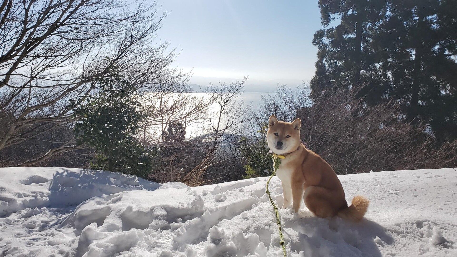 久々の登山ラッセルヒｨーハー / damens 只今活動お休み中、すみませんさんの比良山地・武奈ヶ岳・釈迦岳の活動データ | YAMAP / ヤマップ