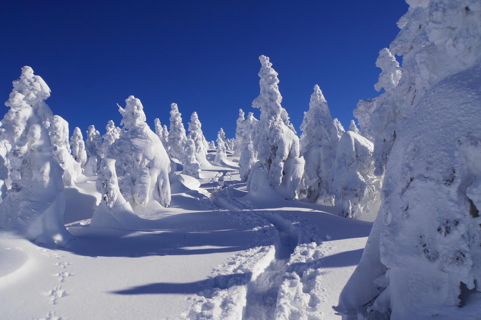 石森・森吉山_2024年登り始めは樹氷の森吉で！ / shunさんの森吉山の活動データ | YAMAP / ヤマップ