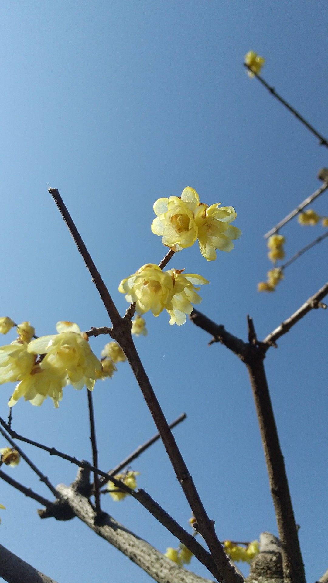 Tues 7th Mar. 2022 お... / Emily (咲梨) 𖤣𖥧𖥣｡𓂃𓈒さんのモーメント | YAMAP / ヤマップ