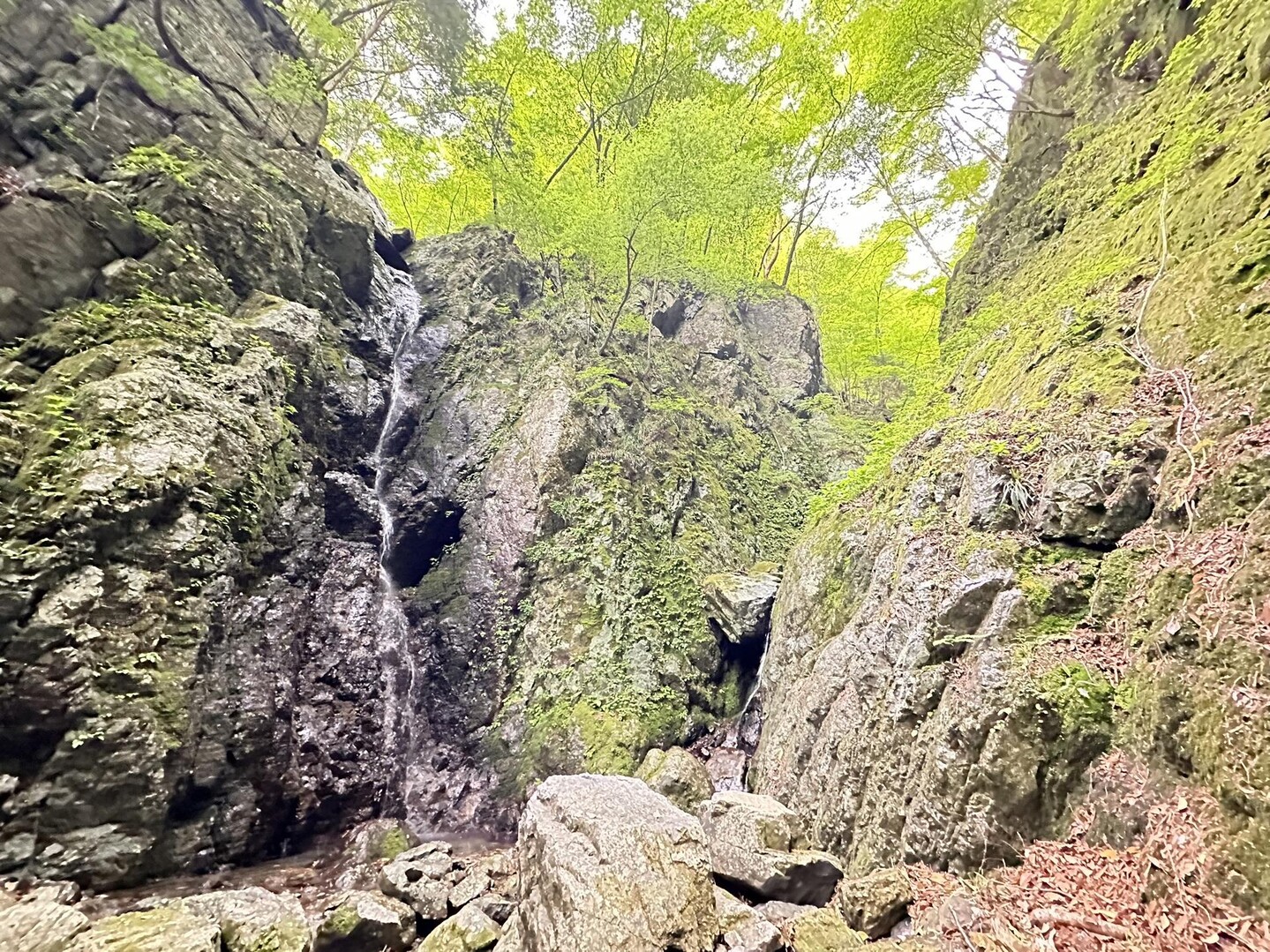 モジキ谷から稲村ヶ岳・バリゴヤノ頭・強力の頭 / digi sanさんの観音峯山・大普賢岳・山上ヶ岳・稲村ヶ岳の活動データ | YAMAP / ヤマップ