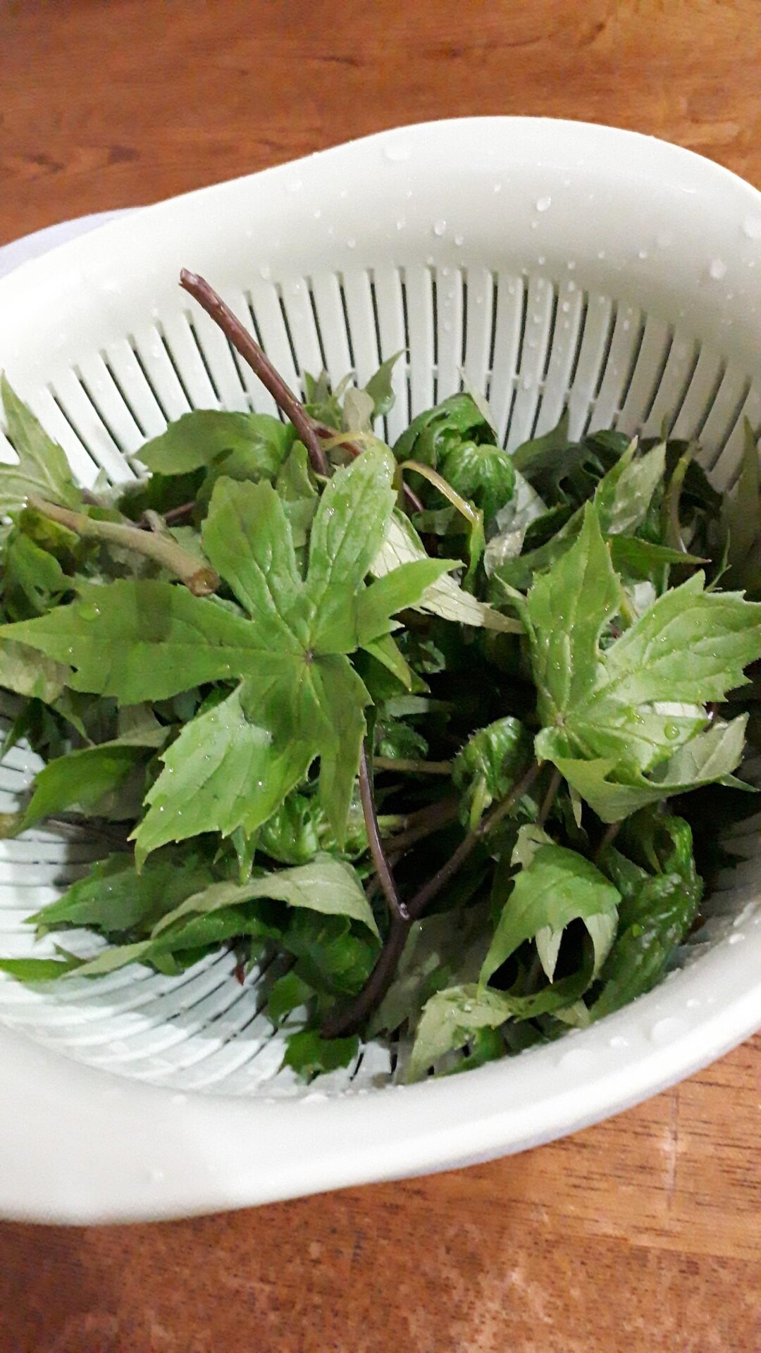 春のお楽しみ 一年ぶりの「もみじがさ」... / くんちゃんさんのモーメント | YAMAP / ヤマップ