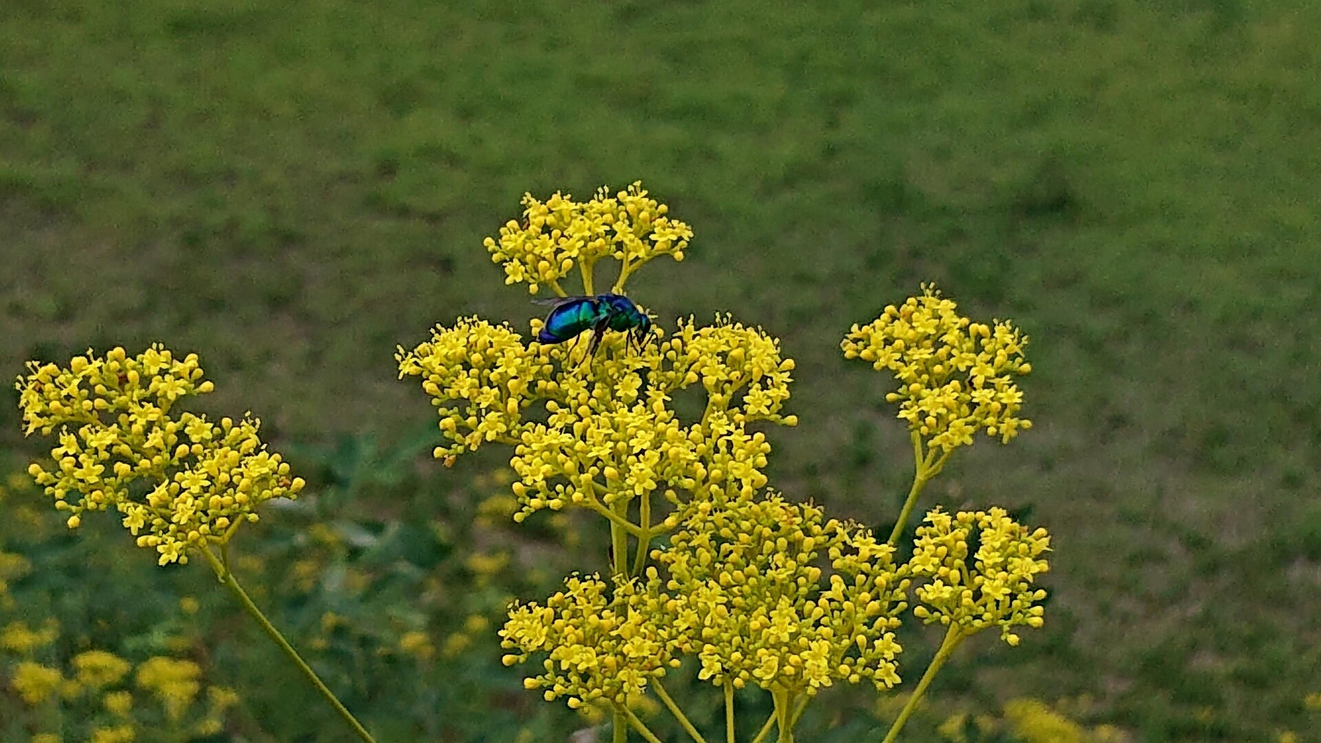 ブルー Bee🐝が見たくて🍀 / ya.junさんの龍王山・三光山の活動データ | YAMAP / ヤマップ