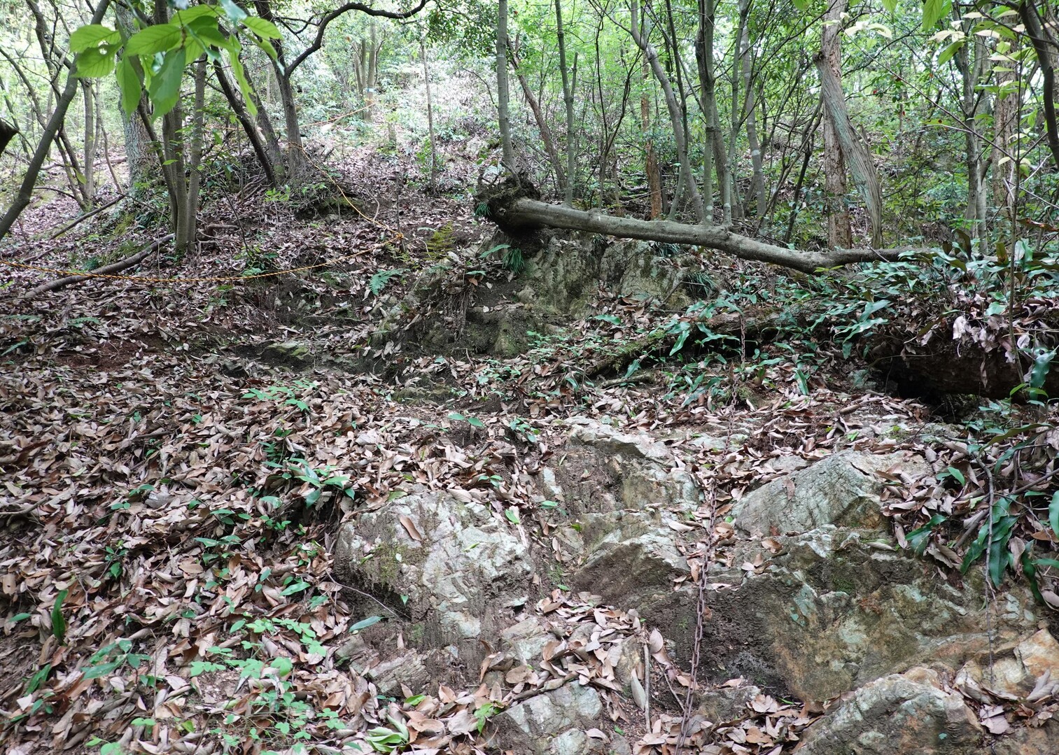 wtaxus わたくさすさんの投稿したフィールドメモ | YAMAP / ヤマップ