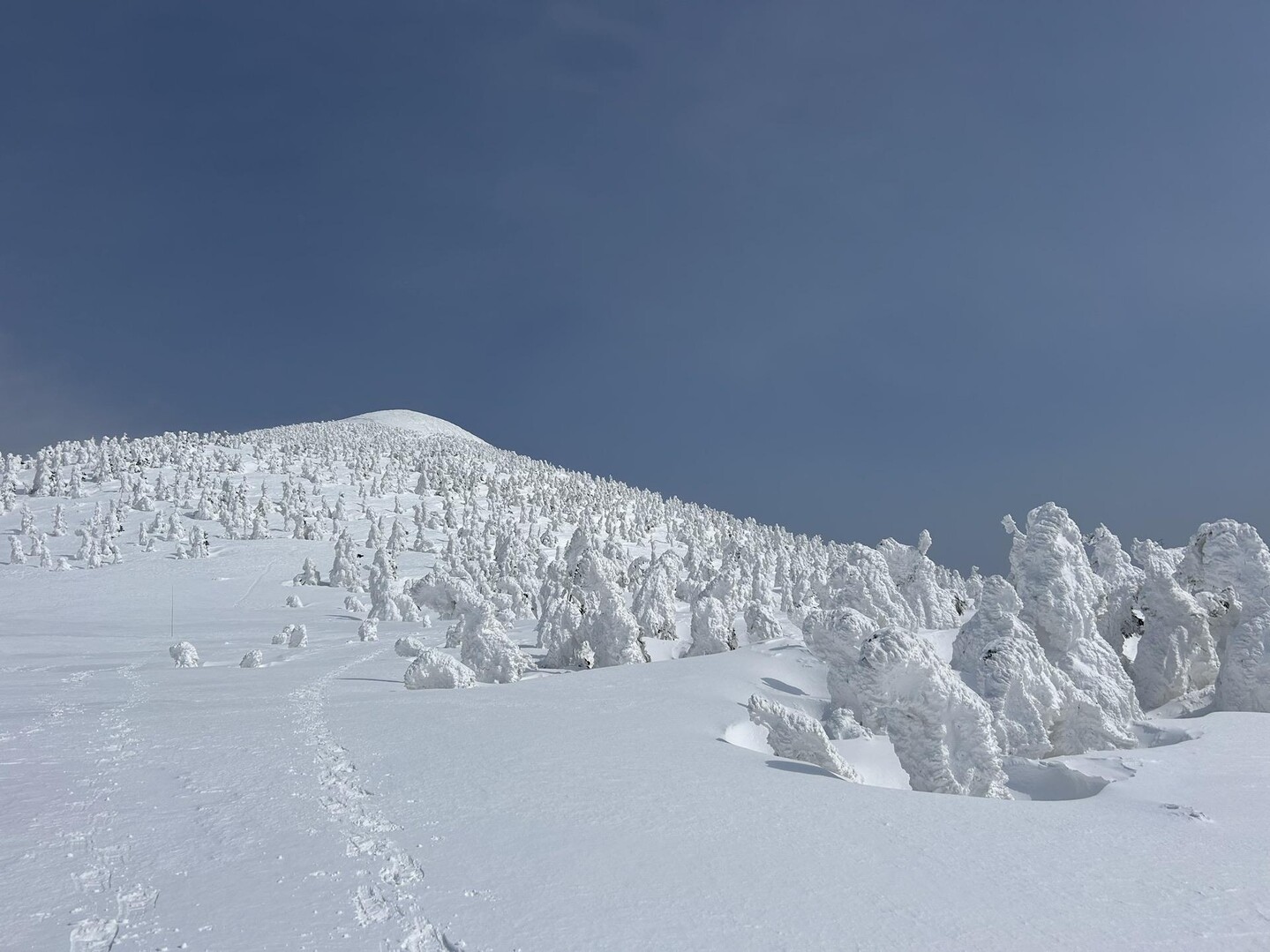 北八甲田BC / Re:ゼロから始める山生活さんの八甲田山・高田大岳・雛岳の活動日記 | YAMAP / ヤマップ