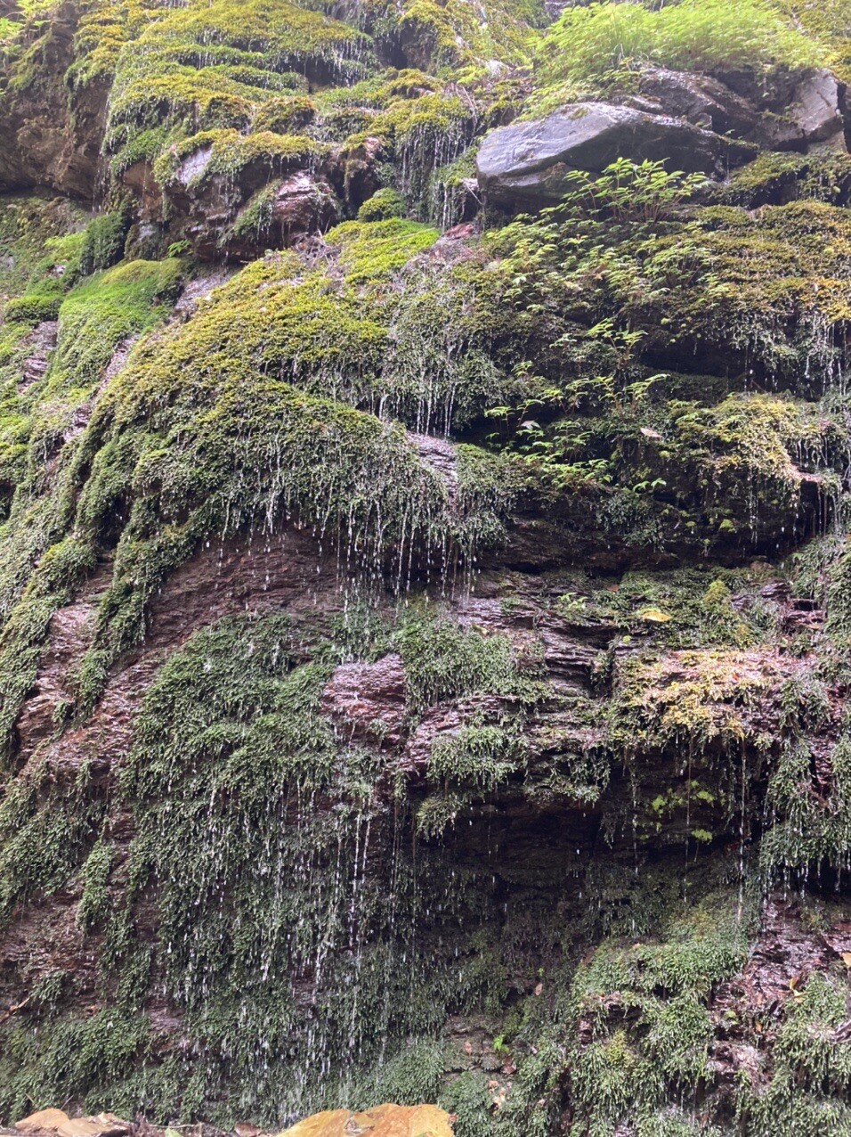 赤星山・豊受山-2021-06-23 / ubaさんの赤星山・豊受山の活動日記 | YAMAP / ヤマップ