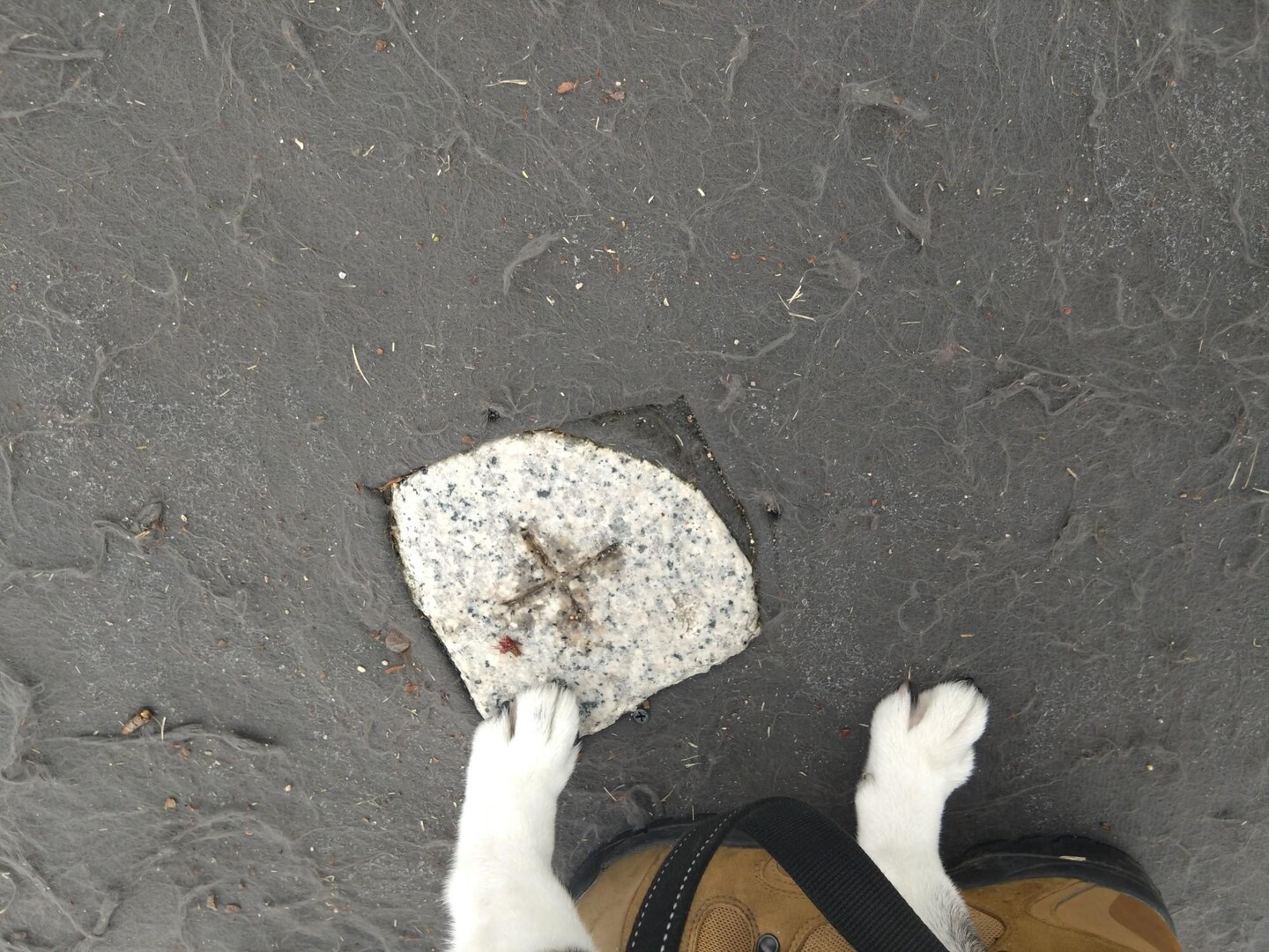 天空の城の攻防 🐶VS🐐竹田城山 / 山さんの但馬竹田・竹田城・朝来山の活動データ | YAMAP / ヤマップ