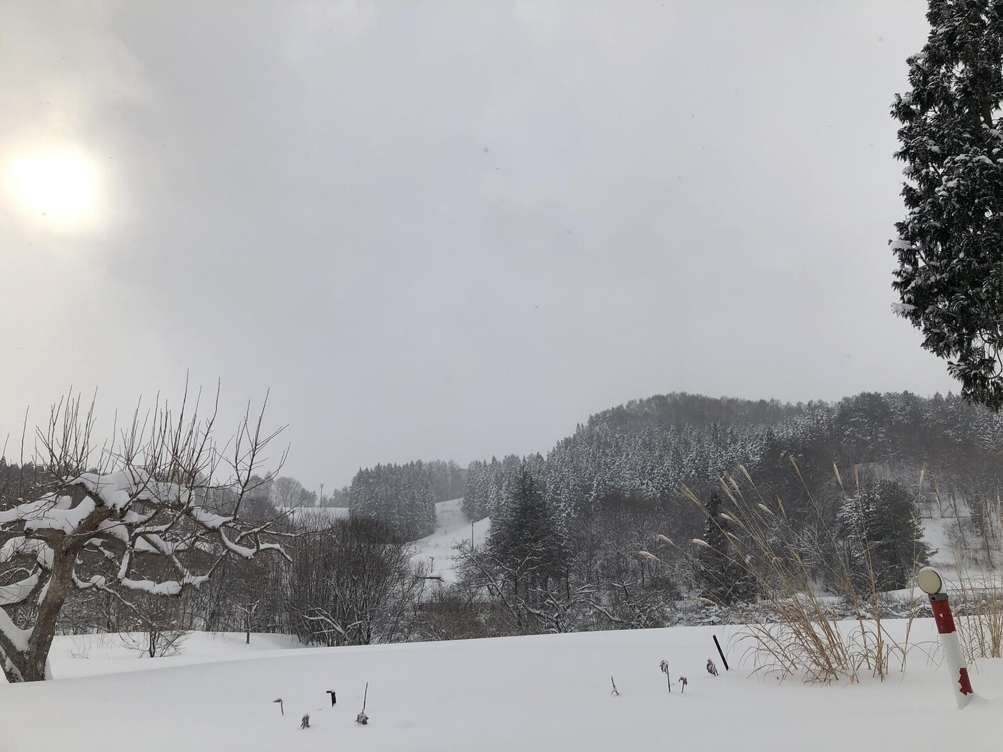 高長根山（気軽なレジャーの森）弘前市※動画あり / snow@ystさんの岩木山（岩鬼山）・鳥海山・鍋森山の活動データ | YAMAP / ヤマップ