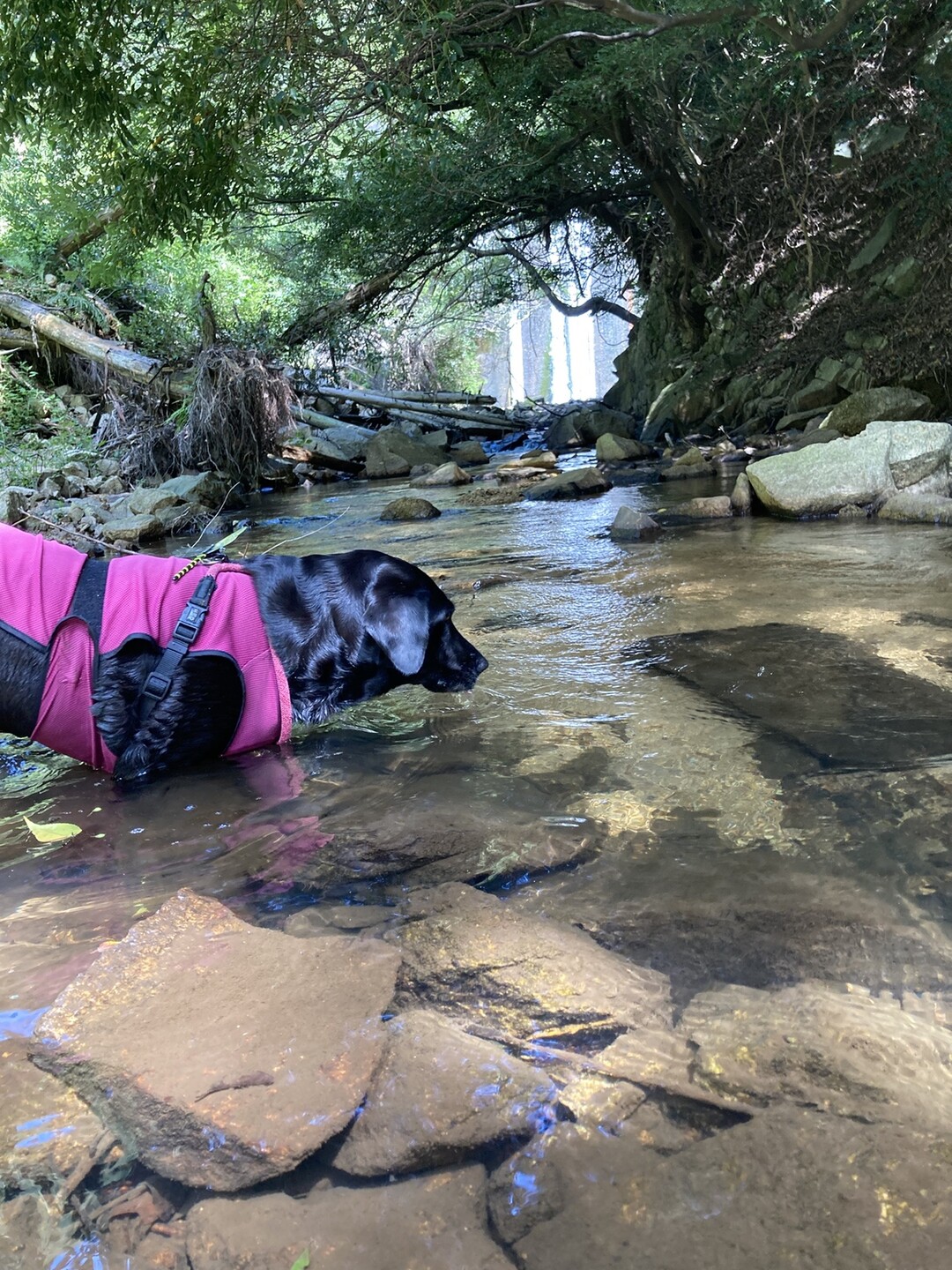 Twenty Cross (+鍋蓋山) / みかん🐕‍🦺🍊さんの丹生山・帝釈山・シビレ山の活動日記 | YAMAP / ヤマップ