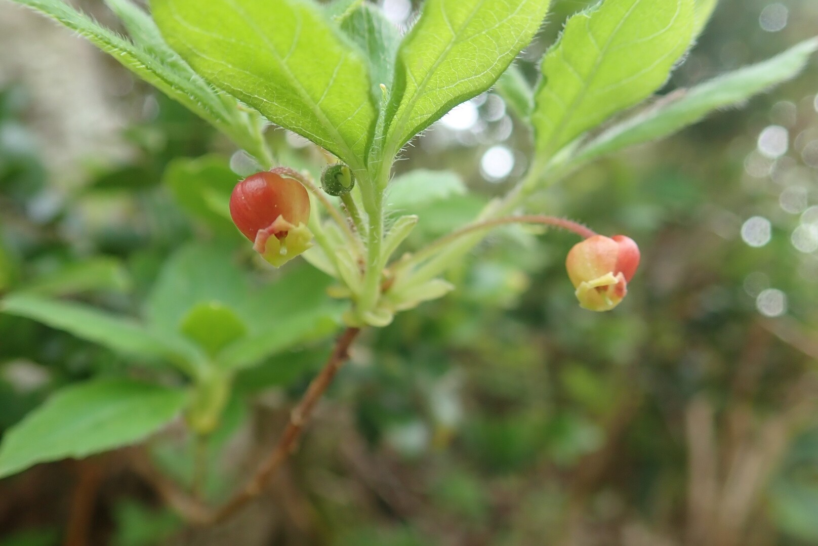 白山-2022-06-18 / 白山・別山・銚子ヶ峰の写真8枚目 | YAMAP / ヤマップ