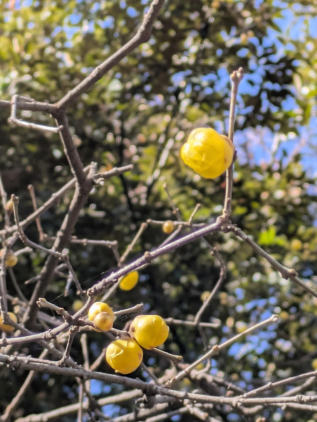 登り納めにNOゆるふわハイキング / ゆるゆるゆる登山さんの金山（新田金山）・八王子丘陵の活動データ | YAMAP / ヤマップ