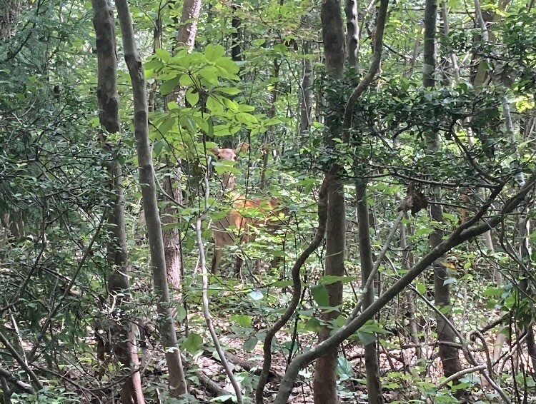 世間的には今更やけど､下市山のバンビちゃ... / puyoさんのモーメント | YAMAP / ヤマップ