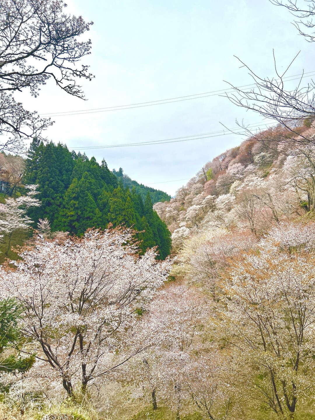 吉野の桜🌸 コンクリート道が多くてつか... / とっしーさんのモーメント | YAMAP / ヤマップ