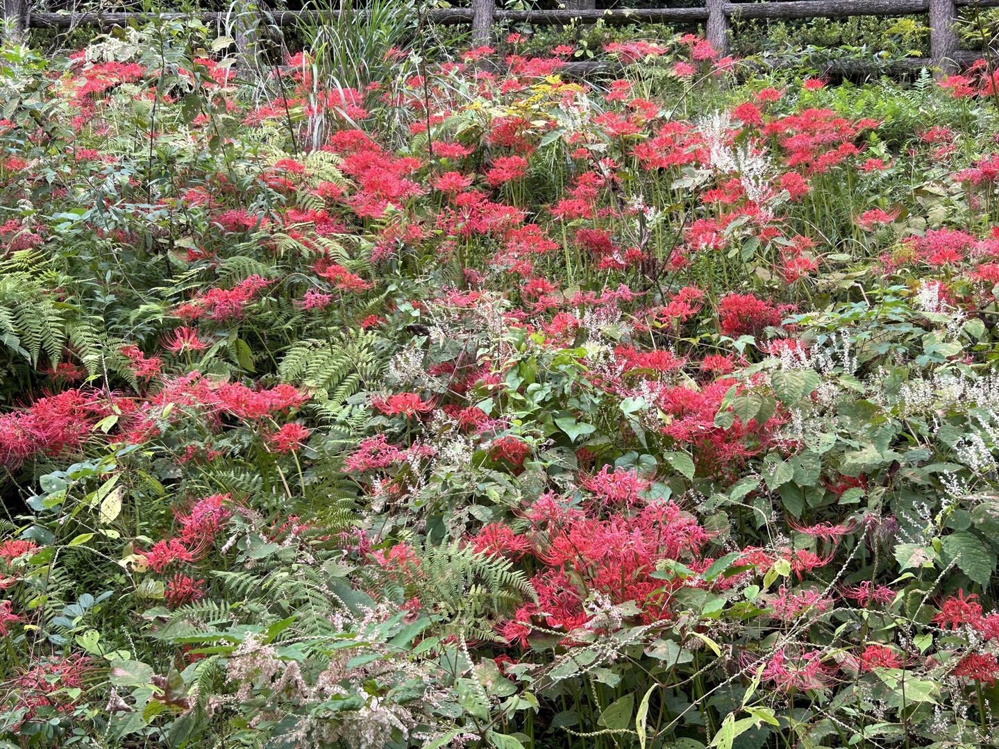 本日午前は雨の予報で、 山友さんとのお約... / macoさんのモーメント | YAMAP / ヤマップ