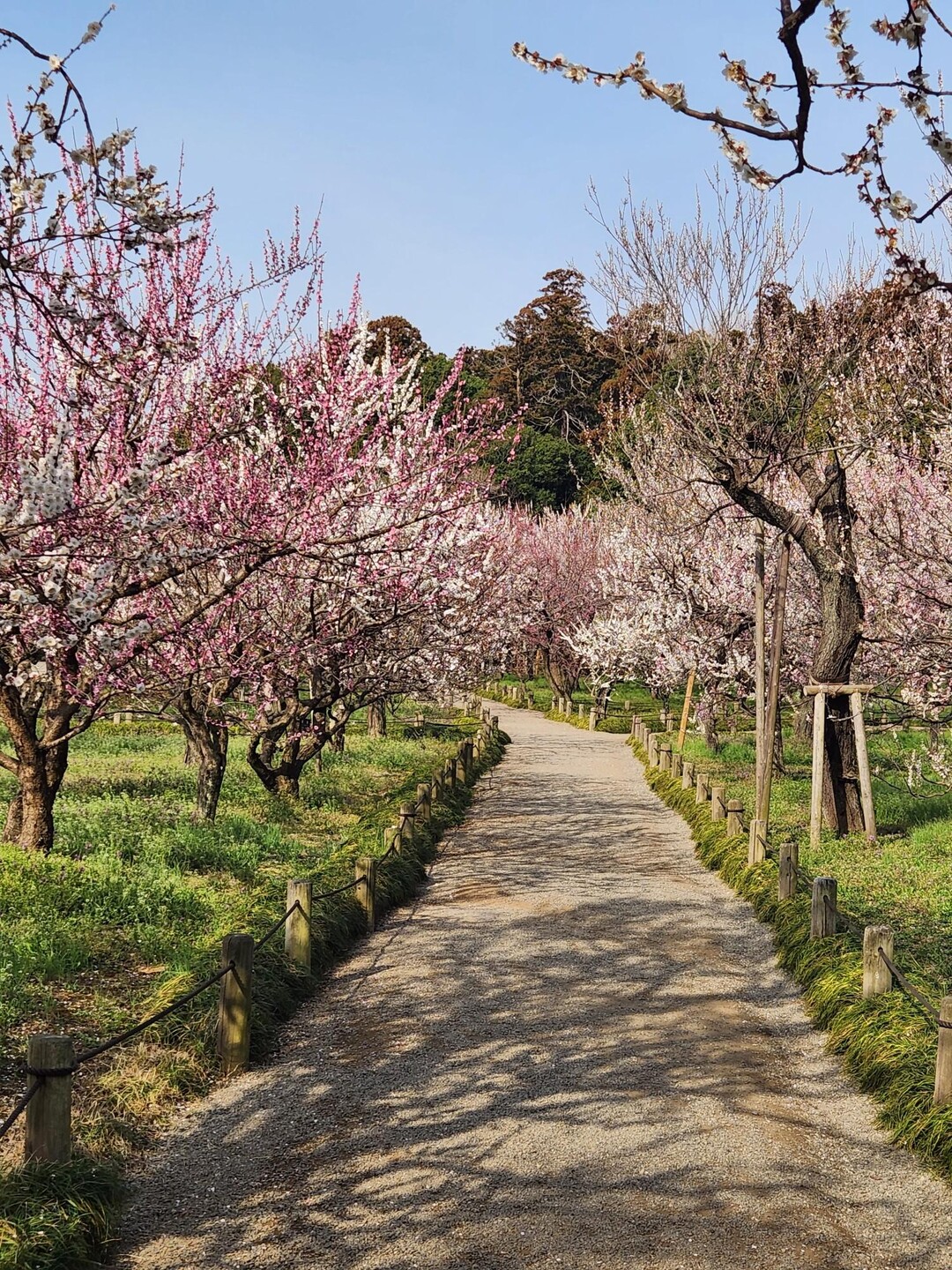 今年は寒い日が多いな～と思っていたけど、... / SUGAMIさんのモーメント | YAMAP / ヤマップ