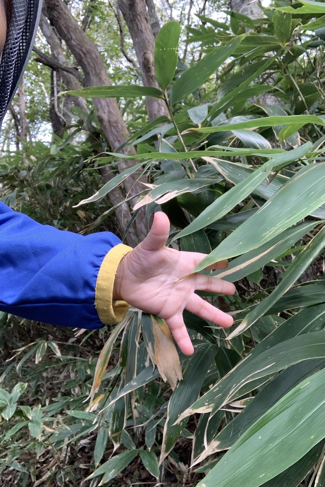 沼ッ原湿原 2023-10-08 / 自然塾IIさんの茶臼岳（那須岳）・三本槍岳・赤面山の活動データ | YAMAP / ヤマップ
