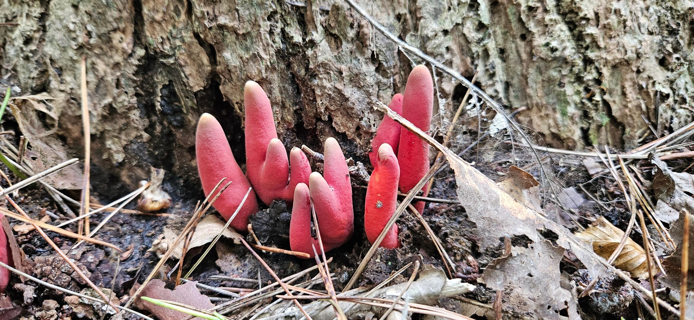 MCT浄土ヶ浜～姉ケ崎周回 / ケンさんのみちのく潮風トレイル 宮古市北部～宮古市中部ルートの活動データ | YAMAP / ヤマップ