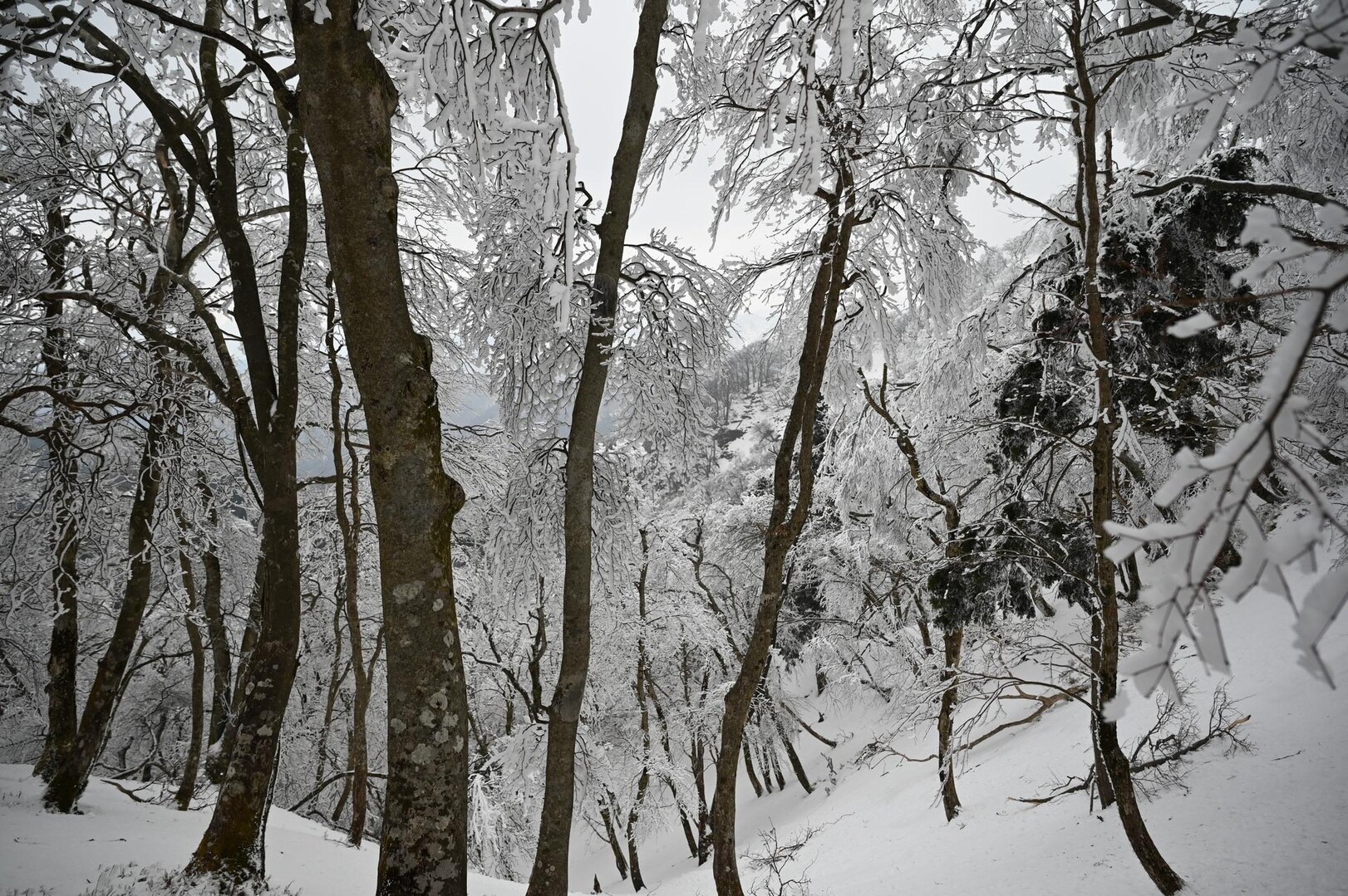 綿向山 / Yama-mo-ryさんの綿向山の活動データ | YAMAP / ヤマップ