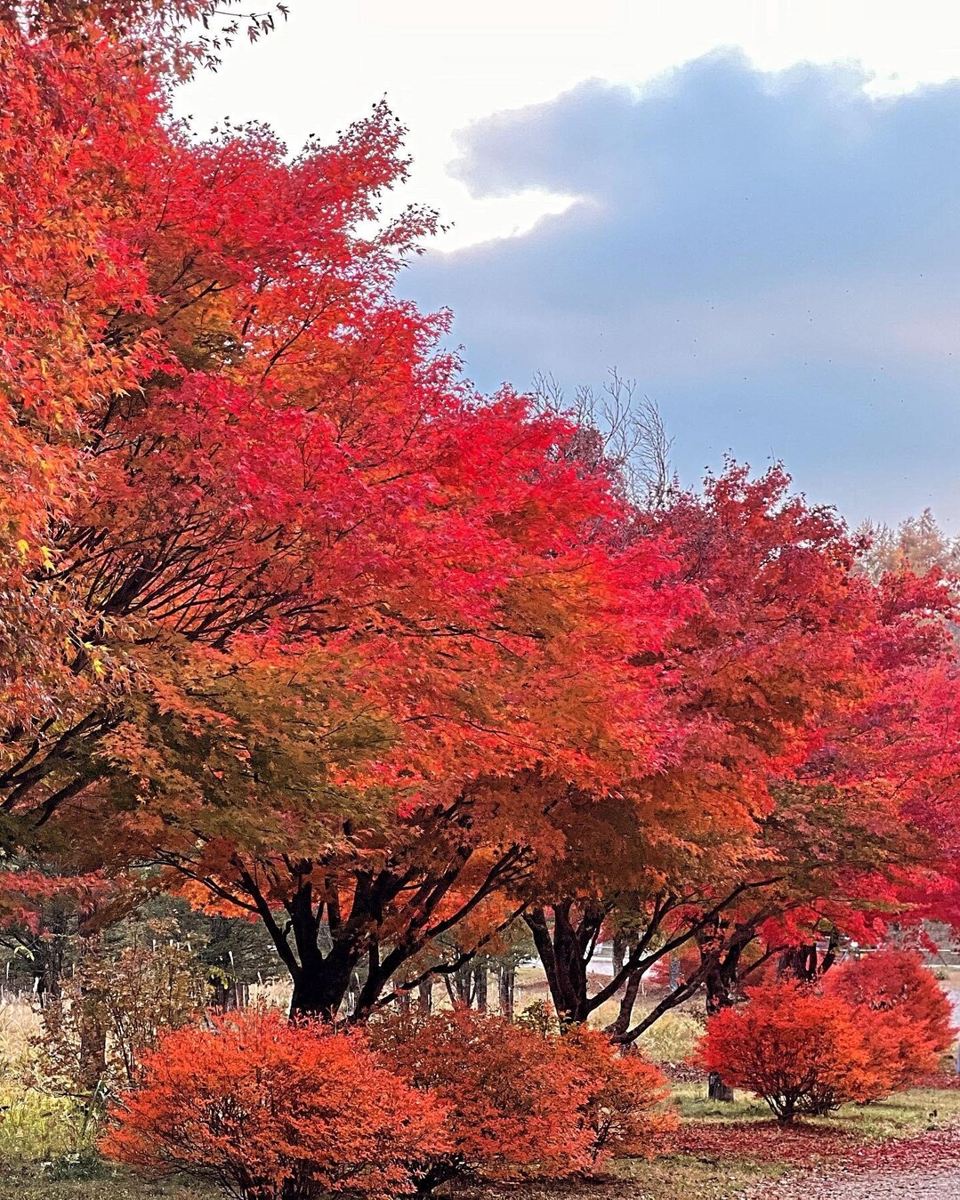 2023.11.5 富士吉田の紅葉🍁 / ayaさんのモーメント | YAMAP / ヤマップ