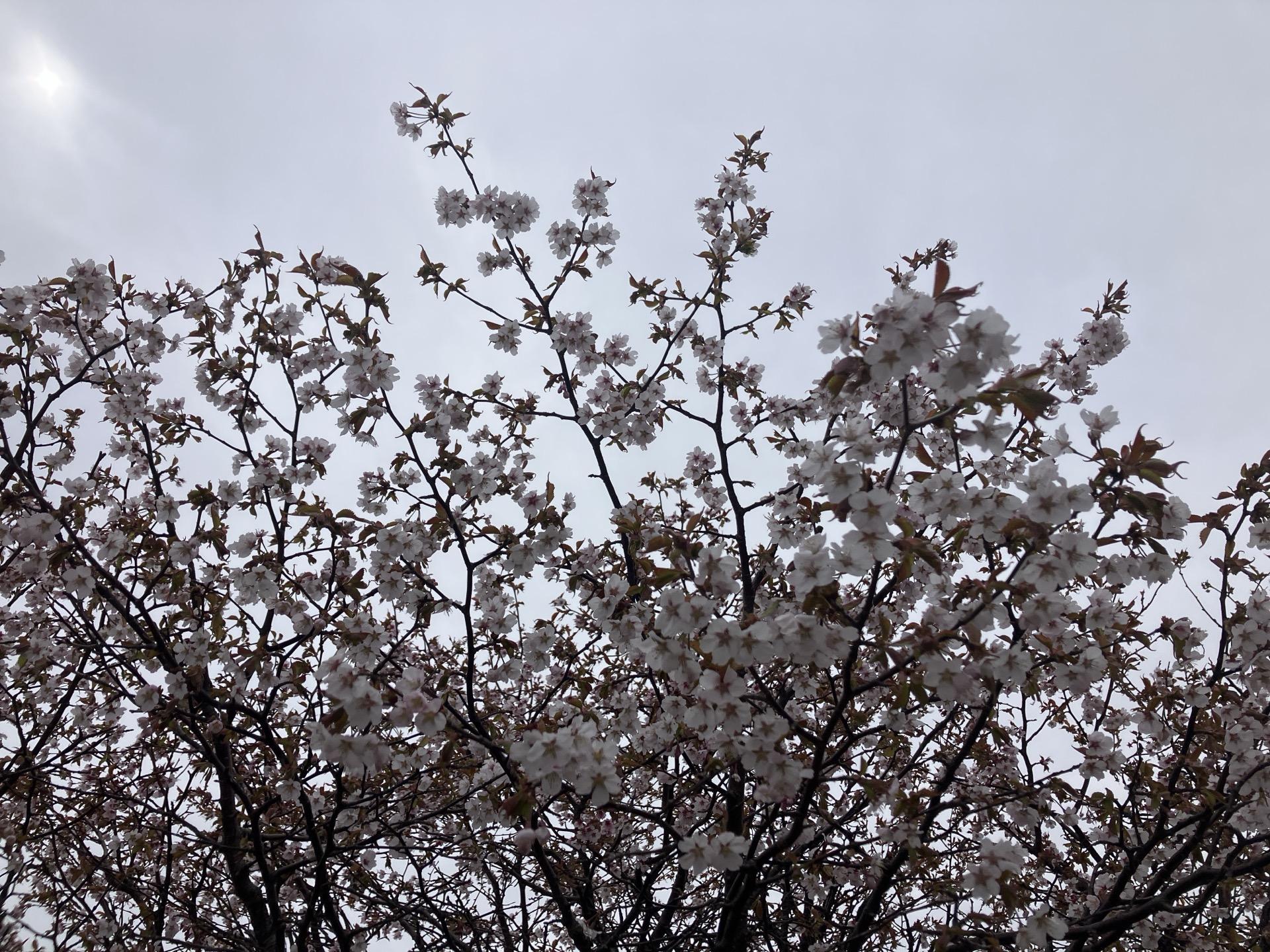 ミネザクラin牛ヶ首 / むぎさんの茶臼岳（那須岳）・三本槍岳・赤面山の活動データ | YAMAP / ヤマップ