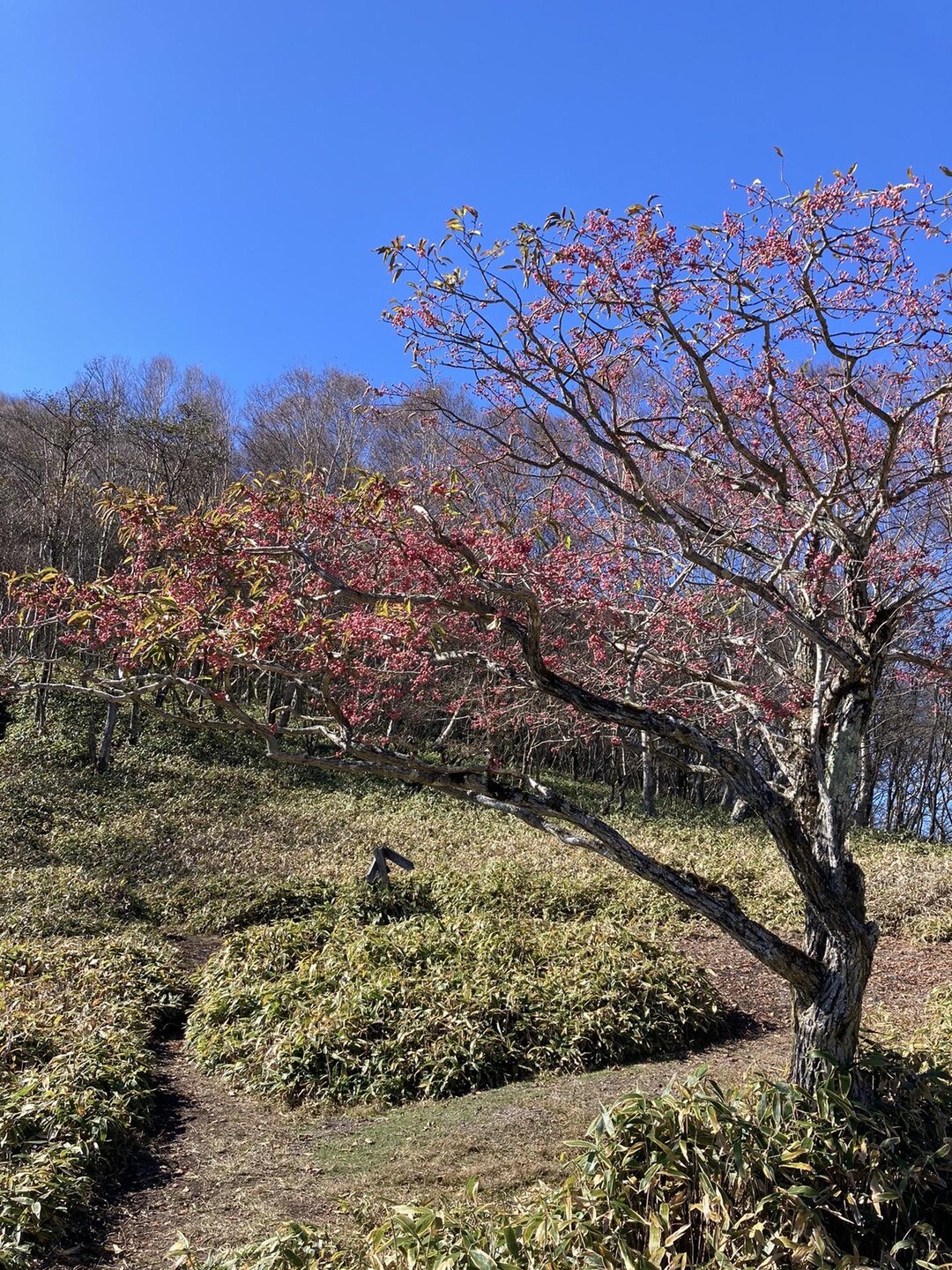 地蔵岳・長七郎山・小地蔵岳-2022-10-29 / Aokatiさんの赤城山・黒檜山・荒山の活動データ | YAMAP / ヤマップ