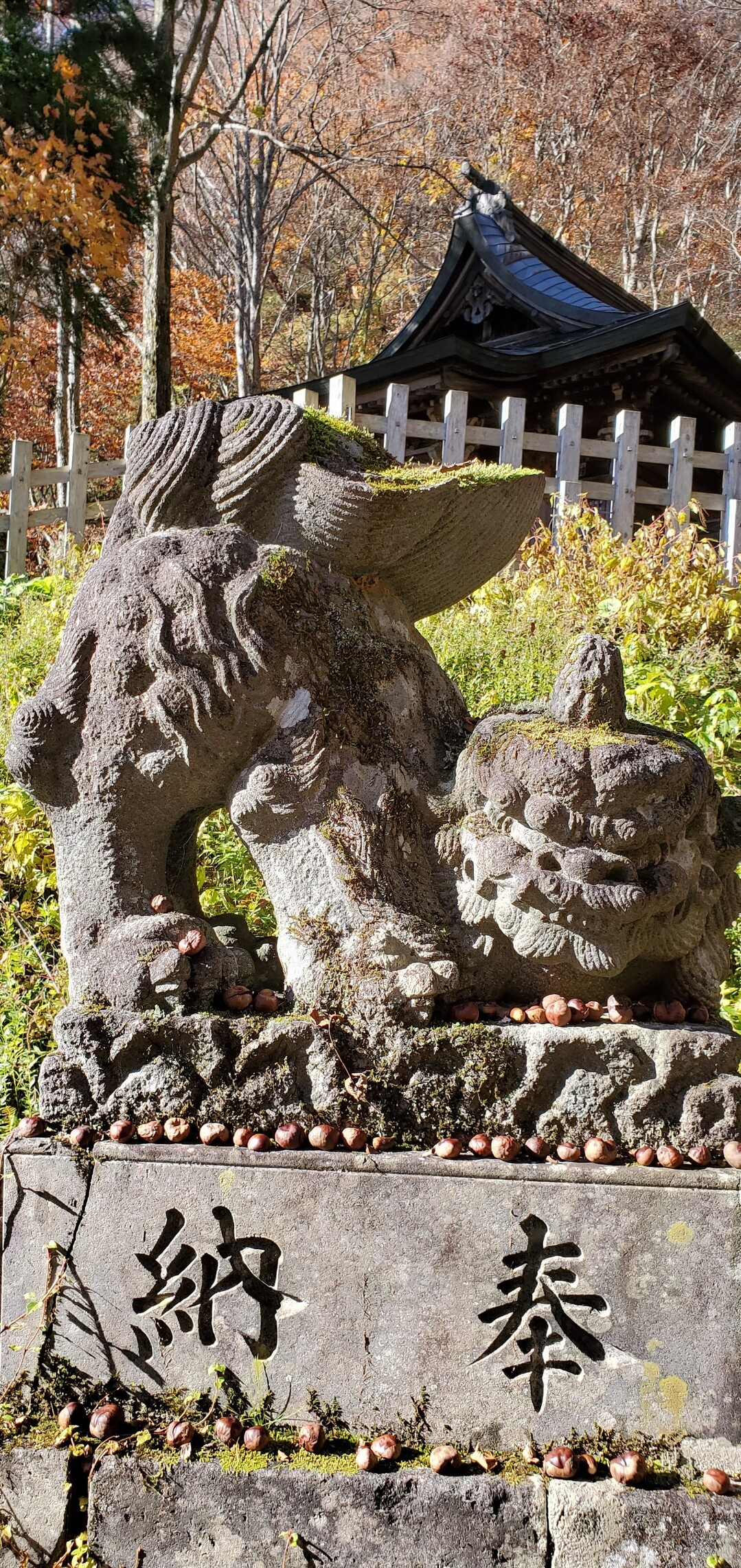 Amazing TOGAKUSHI / damens さんの妙高山・火打山の活動データ | YAMAP / ヤマップ