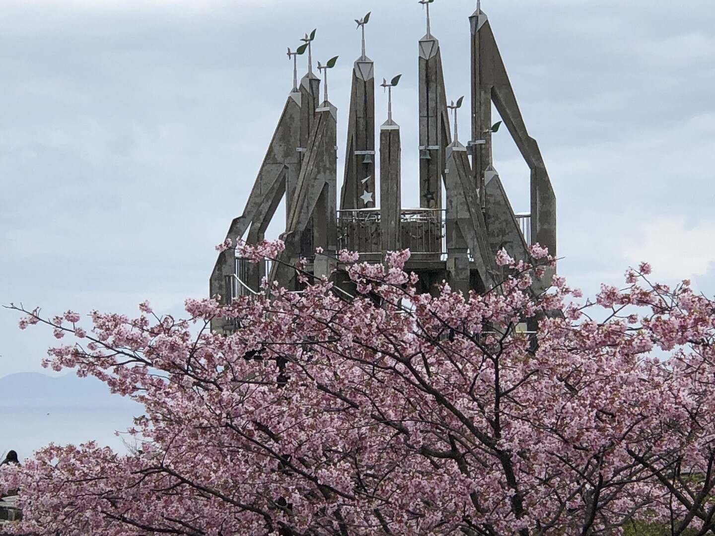 芦北町田浦の御立岬公園では、河津桜が満開... / yasuさんのモーメント | YAMAP / ヤマップ