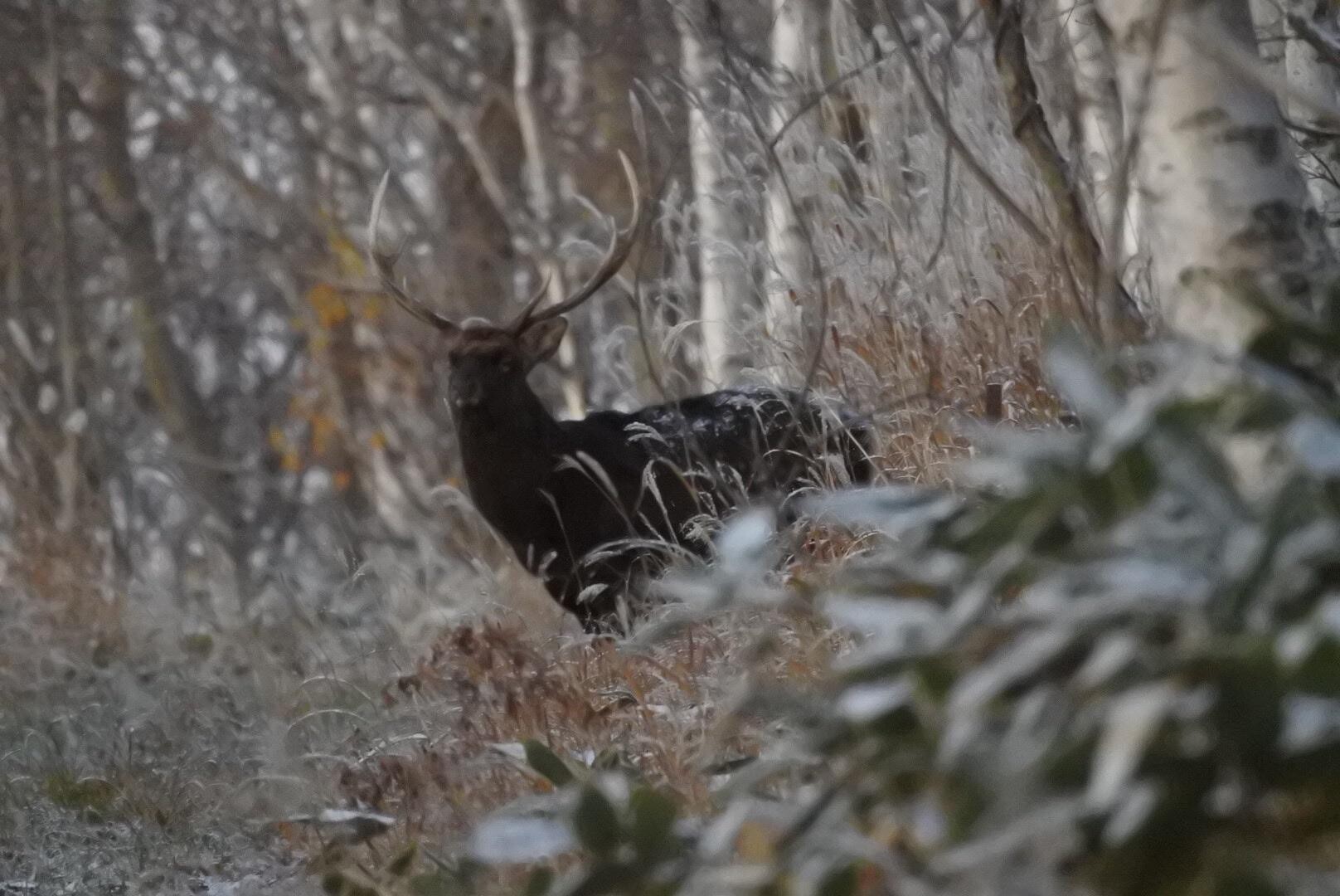 焼山 / dadswebさんの白旗山の活動データ | YAMAP / ヤマップ