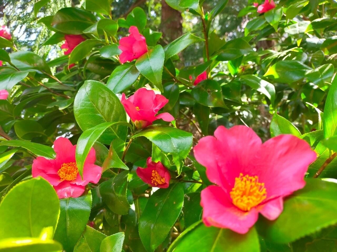 白鷹山 / cha-shuさんの白鷹丘陵トレイル（白鷹山・富神山・東黒森山）の活動データ | YAMAP / ヤマップ