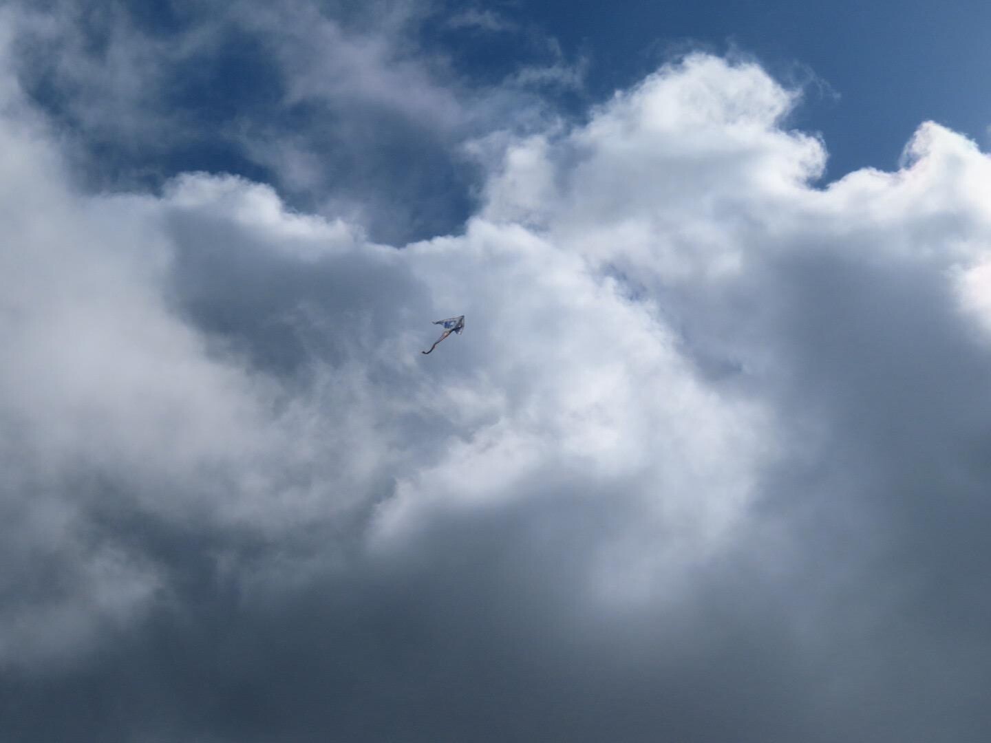 謹賀新年。今年も「コンカツ」から。 / kuniさんの金剛山・二上山・大和葛城山の活動データ | YAMAP / ヤマップ