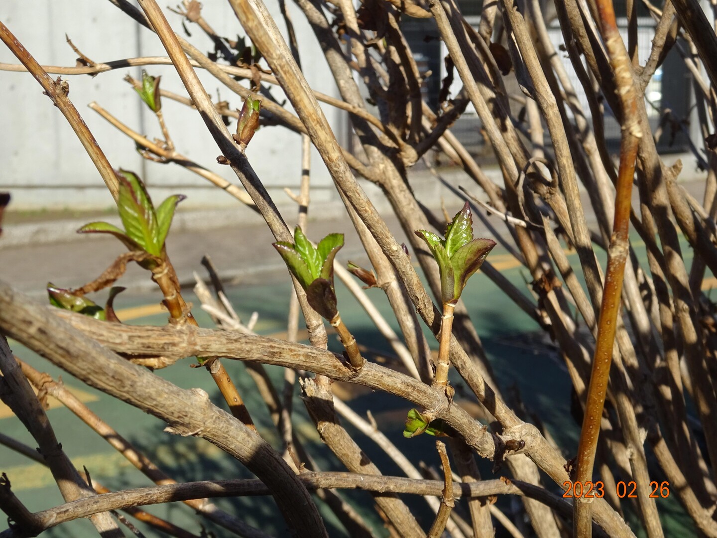 呑川緑道～駒沢公園；蕾と新芽を探す12km歩き-2023-02-26 / さとやまさんの甲州街道（上高井戸宿～府中宿）の活動データ | YAMAP / ヤマップ