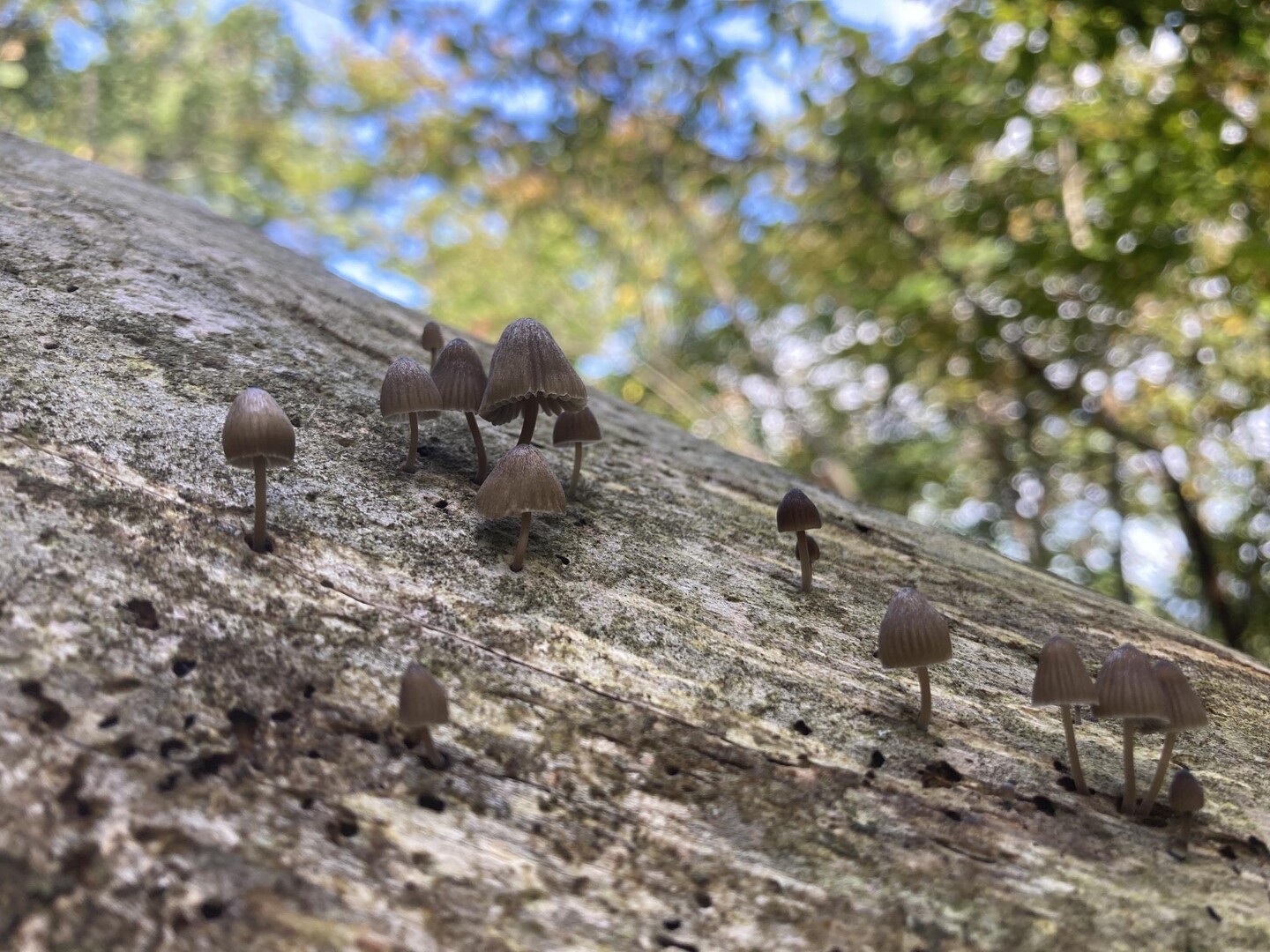 若須岳 / mi_chicoさんの若須岳の活動データ | YAMAP / ヤマップ