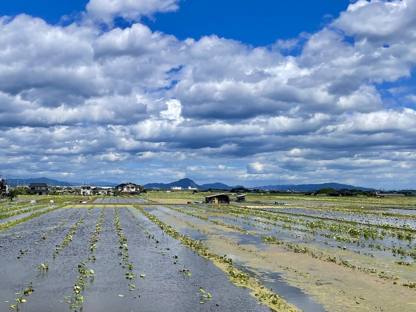 今日も美しい雲と空と蓮田でした🤩 / GONKEさんのモーメント | YAMAP / ヤマップ