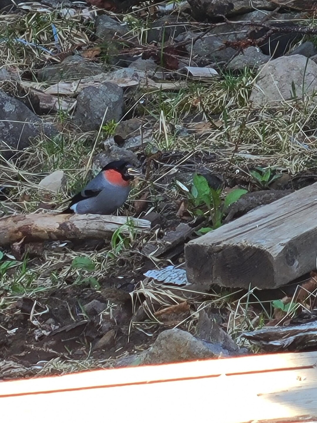 蓼科山 七合目登山口から / tatubaiさんの蓼科山・横岳・縞枯山の活動データ | YAMAP / ヤマップ