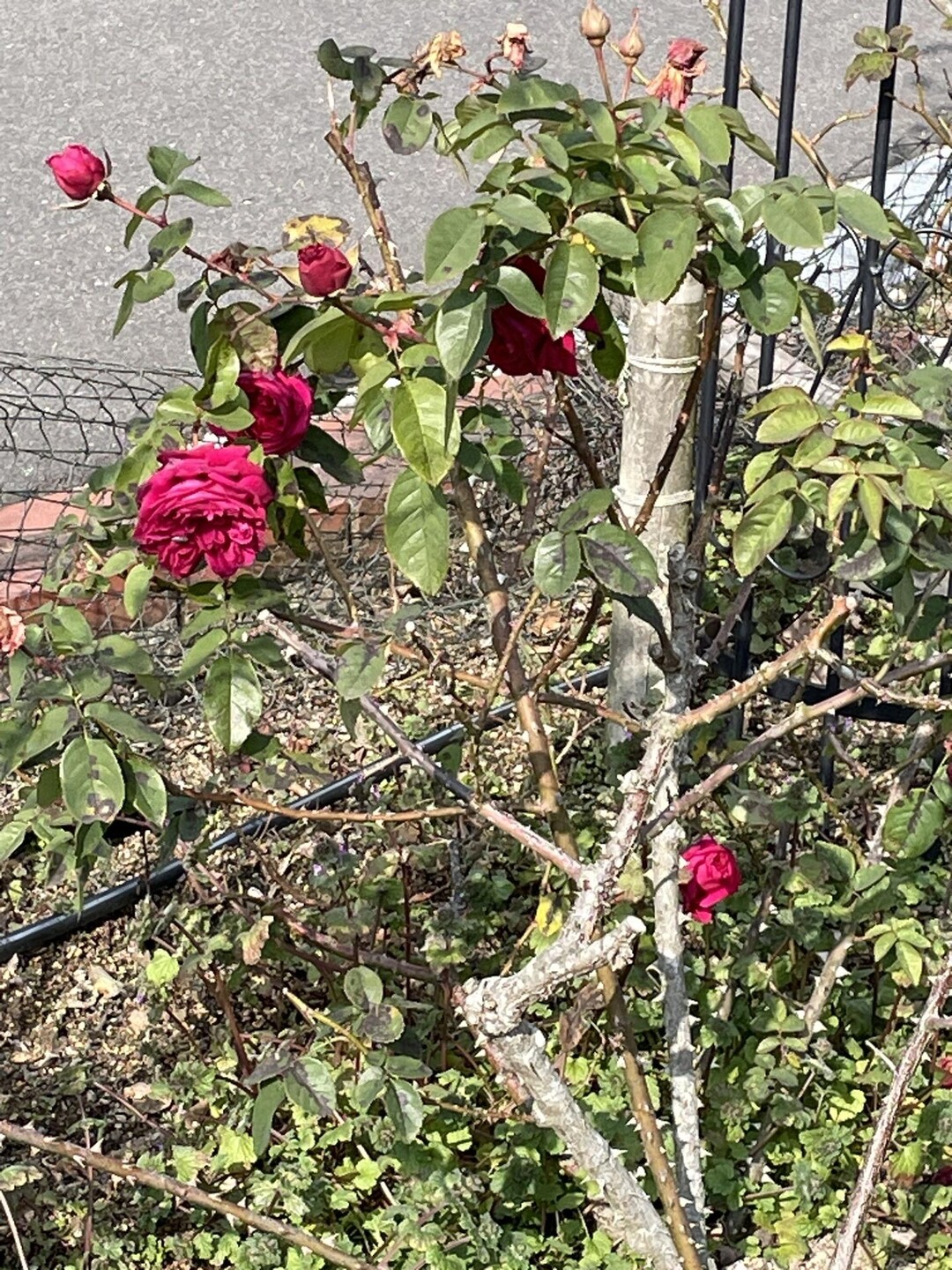 江汐公園 / JBT5さんの山陽小野田市の活動データ | YAMAP / ヤマップ